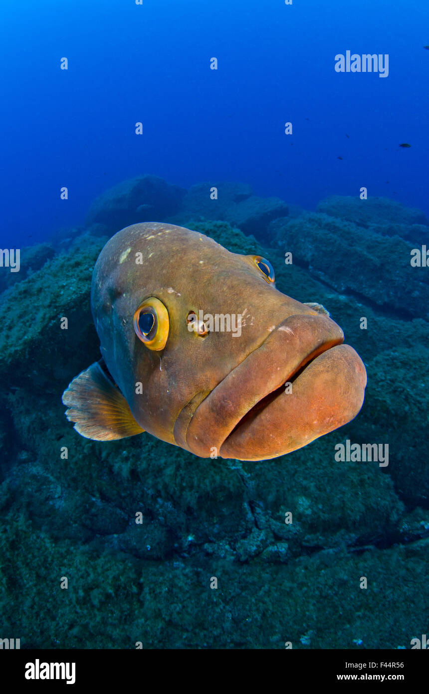 Male grouper hi-res stock photography and images - Alamy