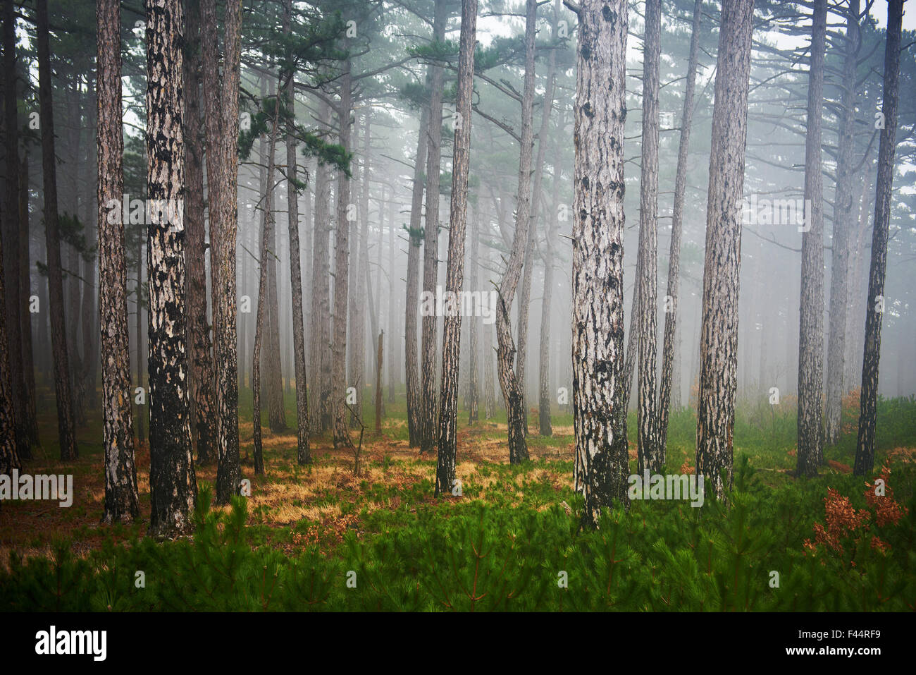 Misty m hi-res stock photography and images - Alamy