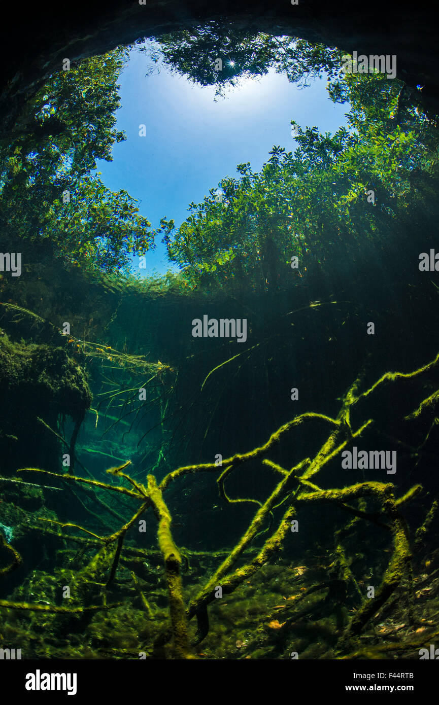 Old tree branches on the floor of Cenote pool, beneath the forest ...