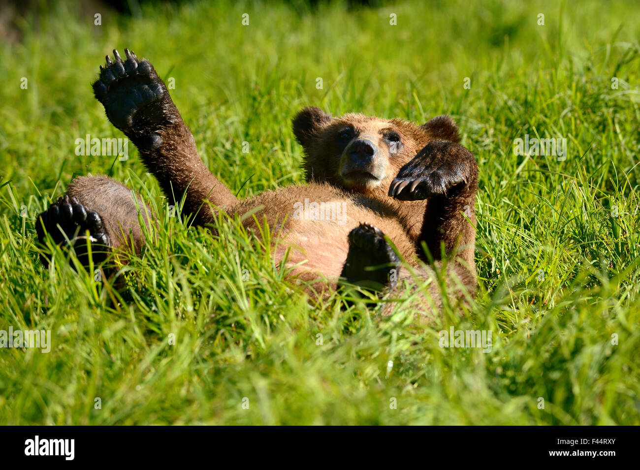 Bear cub lying on back hi-res stock photography and images - Alamy