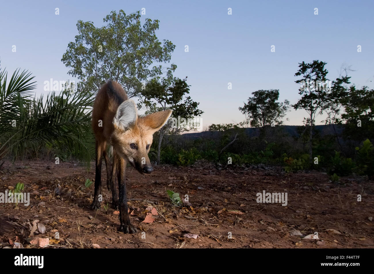 Wolf front view hi-res stock photography and images - Alamy