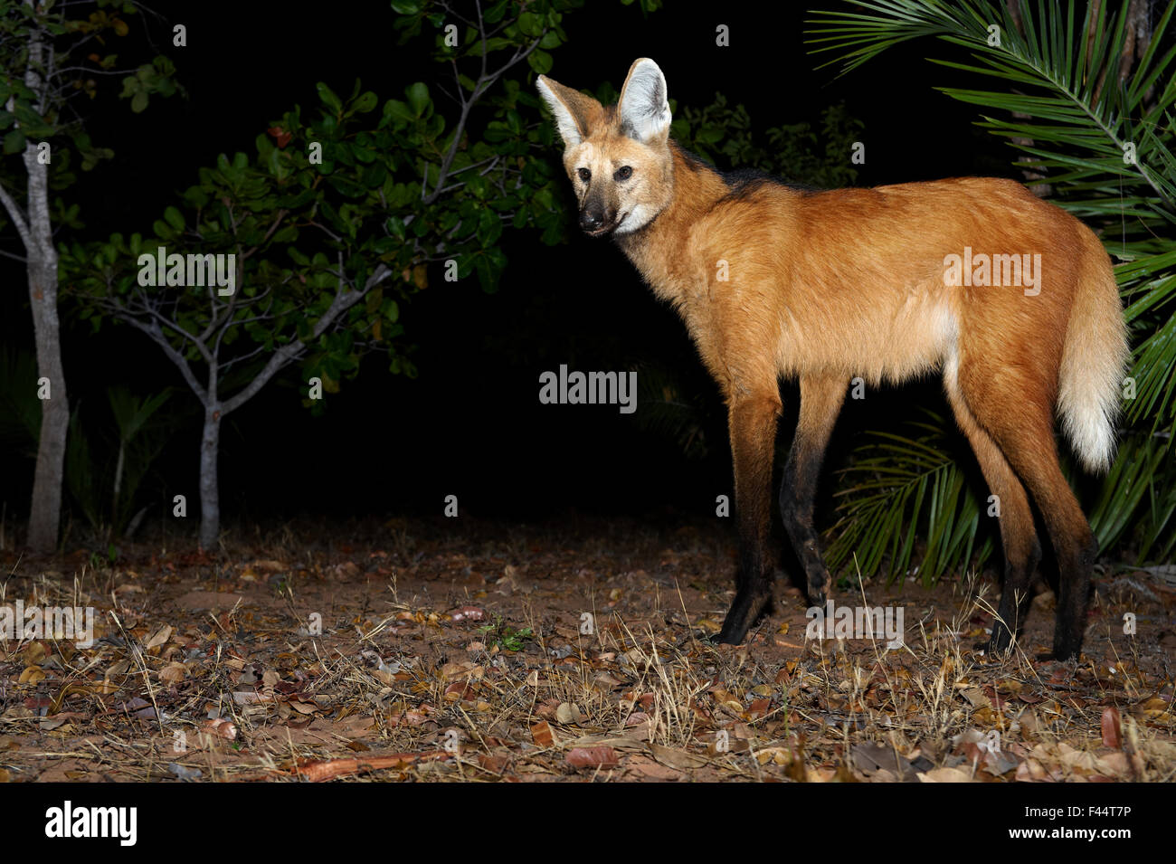 Maned wolf (Chrysocyon brachyurus) searching for food, Piaui, Cerrado ...