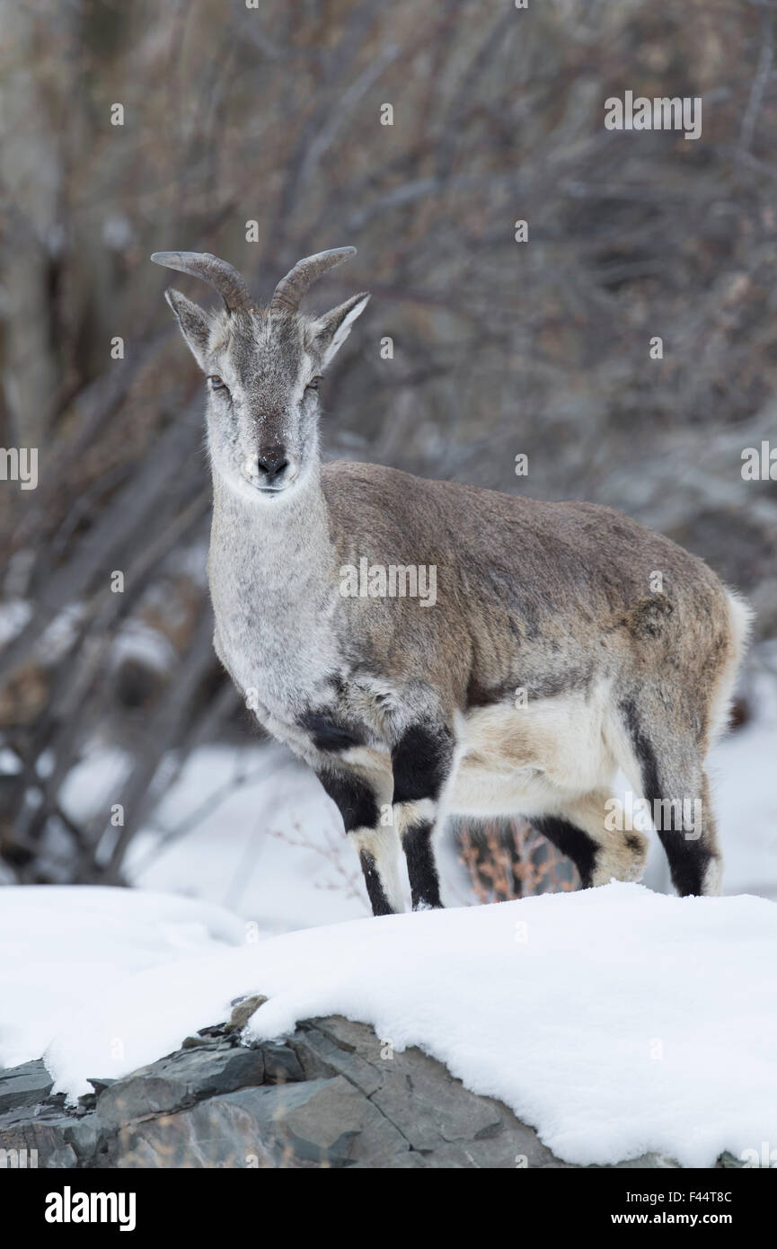 Himalayan Blue sheep (Pseudois nayaur) Hemas National Park, Ladakh ...