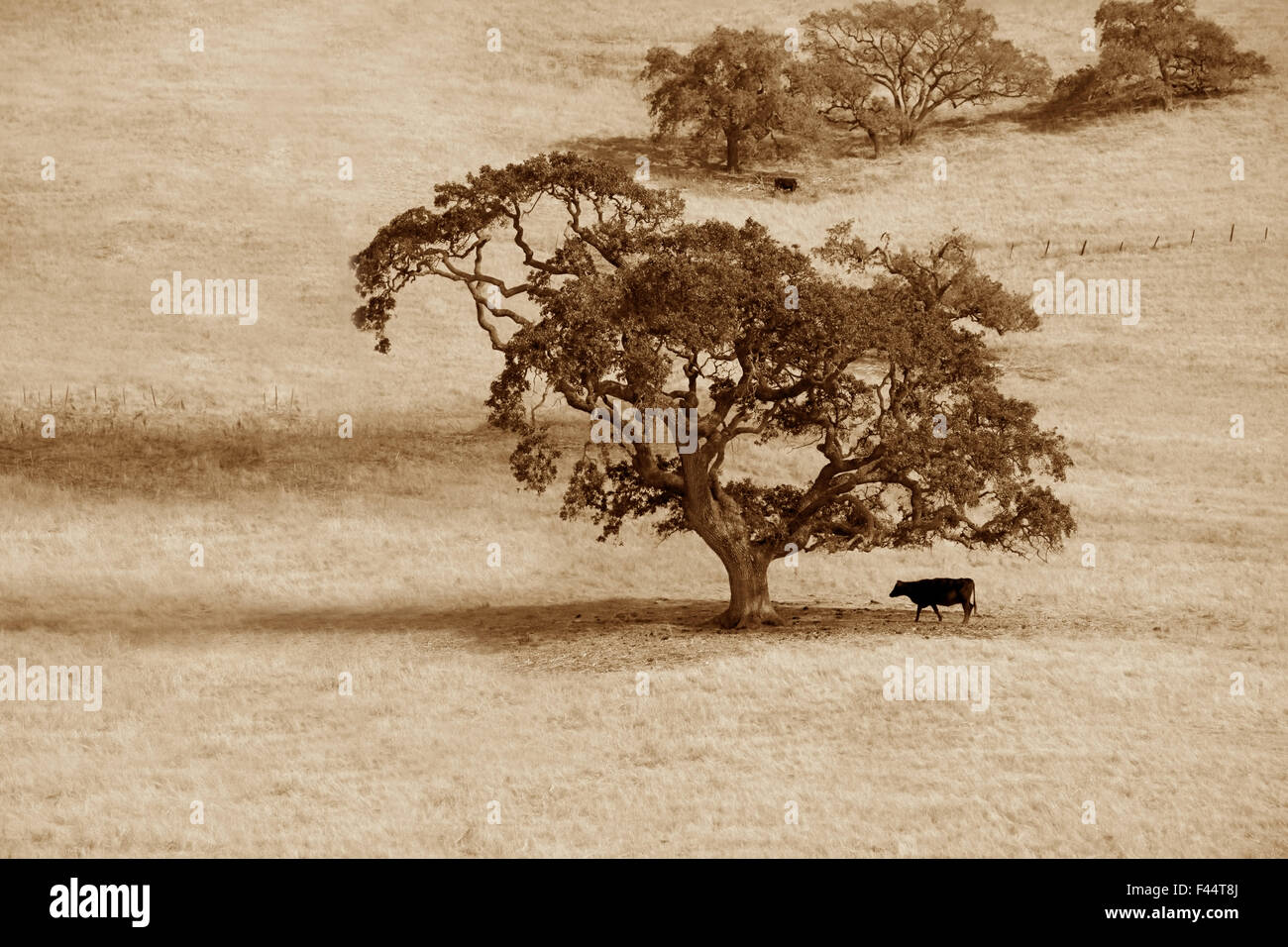 lonely tree and cow Stock Photo - Alamy