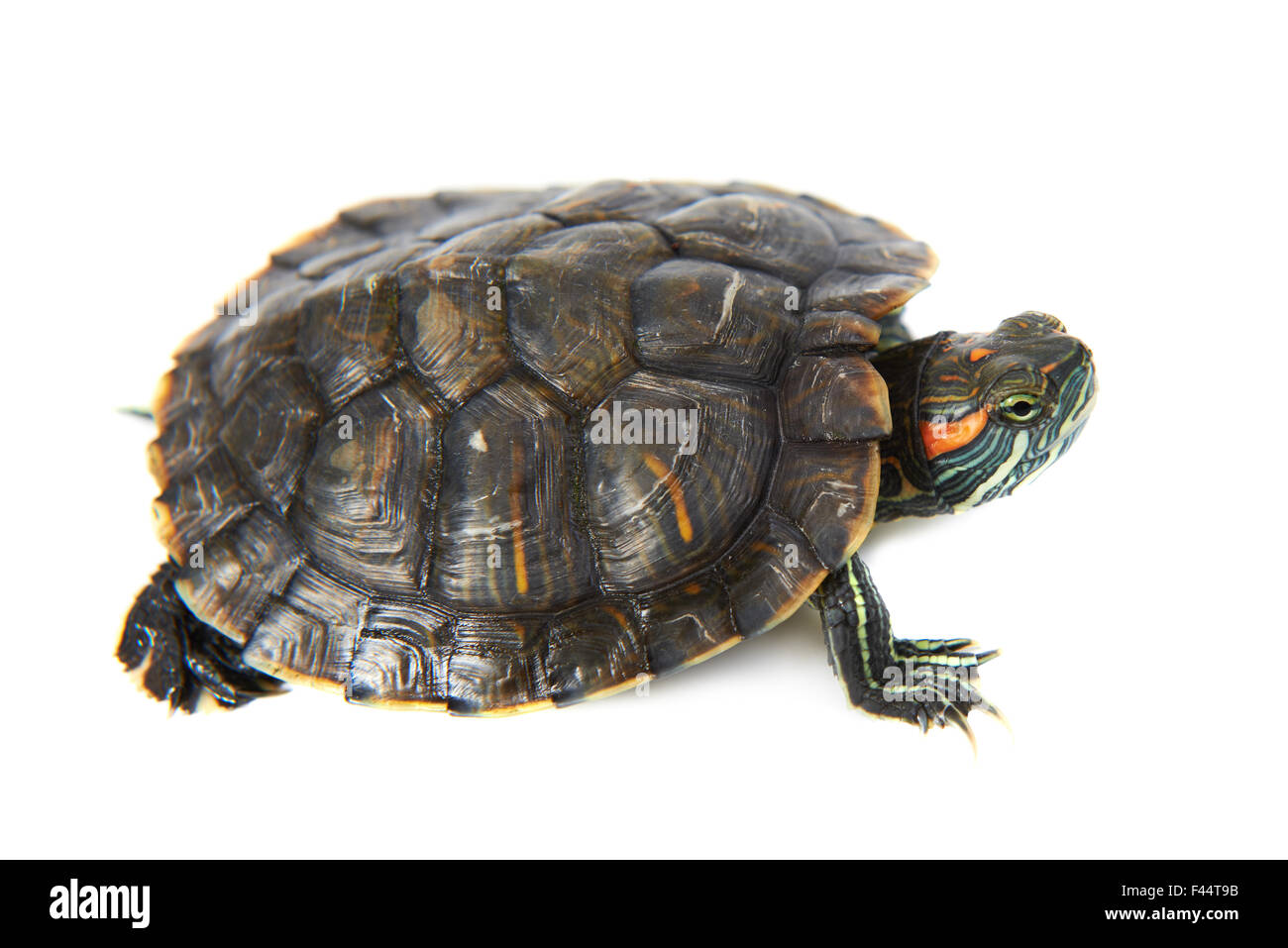 Red ear turtle Stock Photo - Alamy