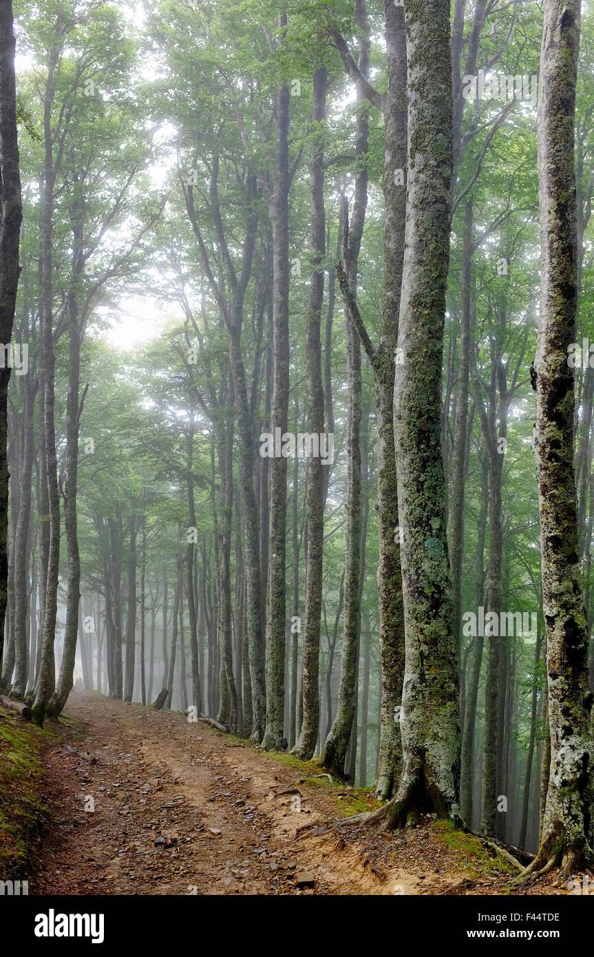 Camino de santiago trail hi-res stock photography and images - Alamy