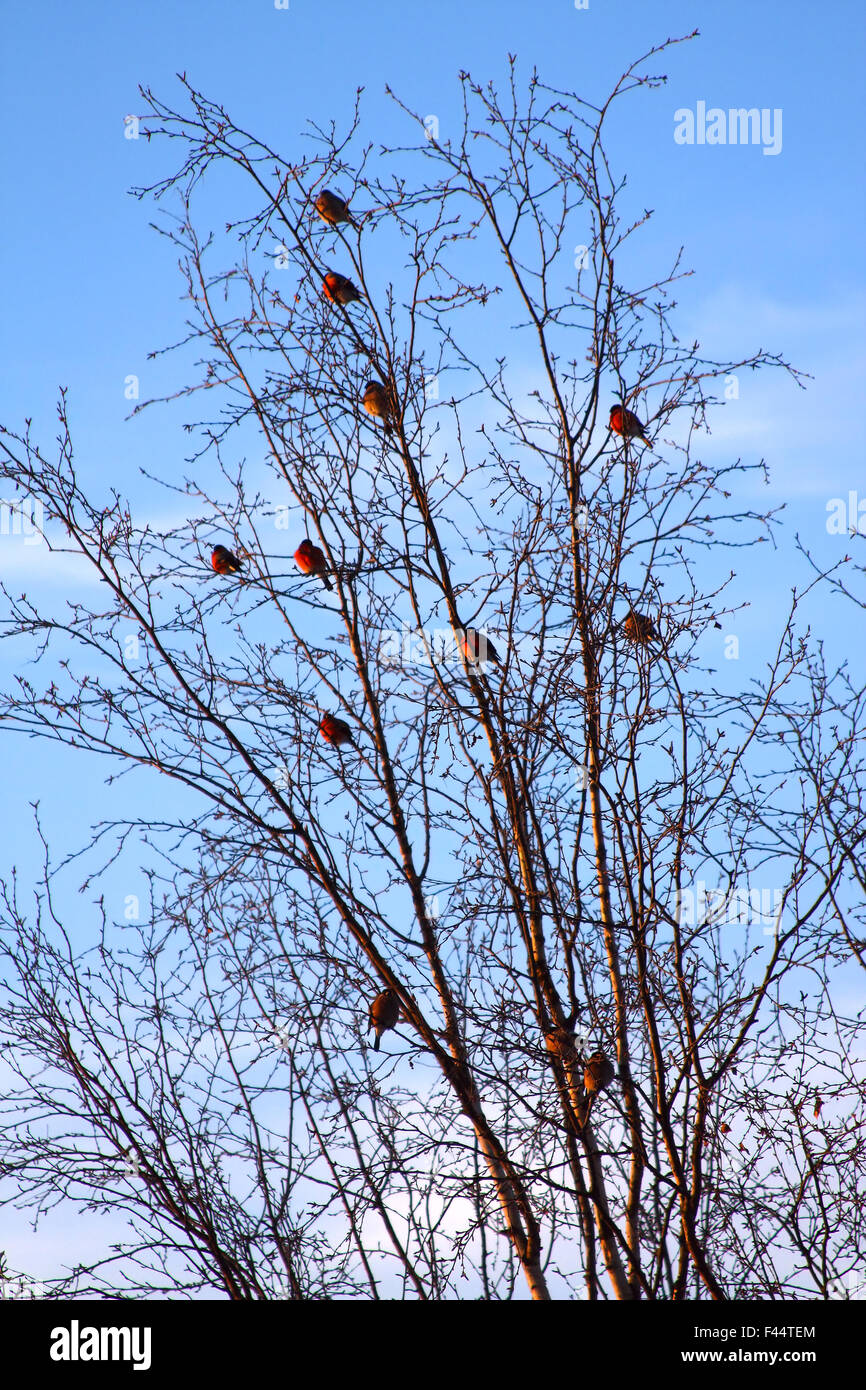 Bullfinch flock on a tree Stock Photo - Alamy