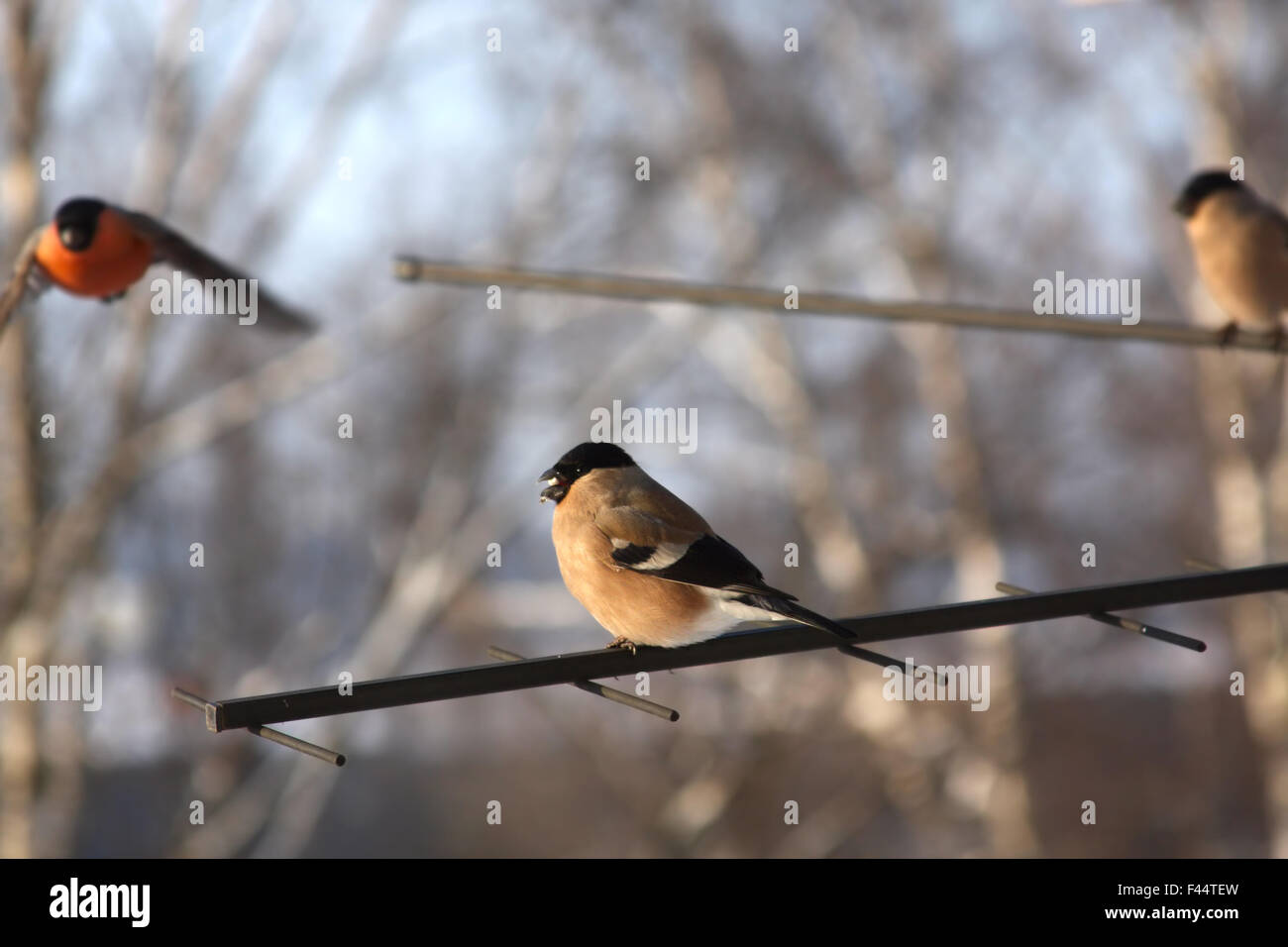 Bullfinches hi-res stock photography and images - Alamy