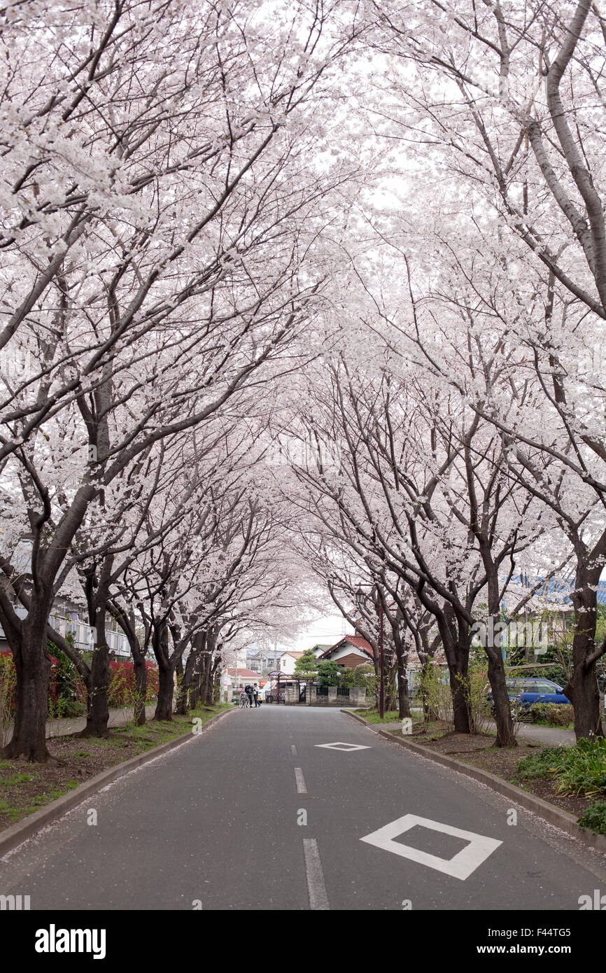 Tunnel sakura cherry blossom tree diamond lane Stock Photo - Alamy