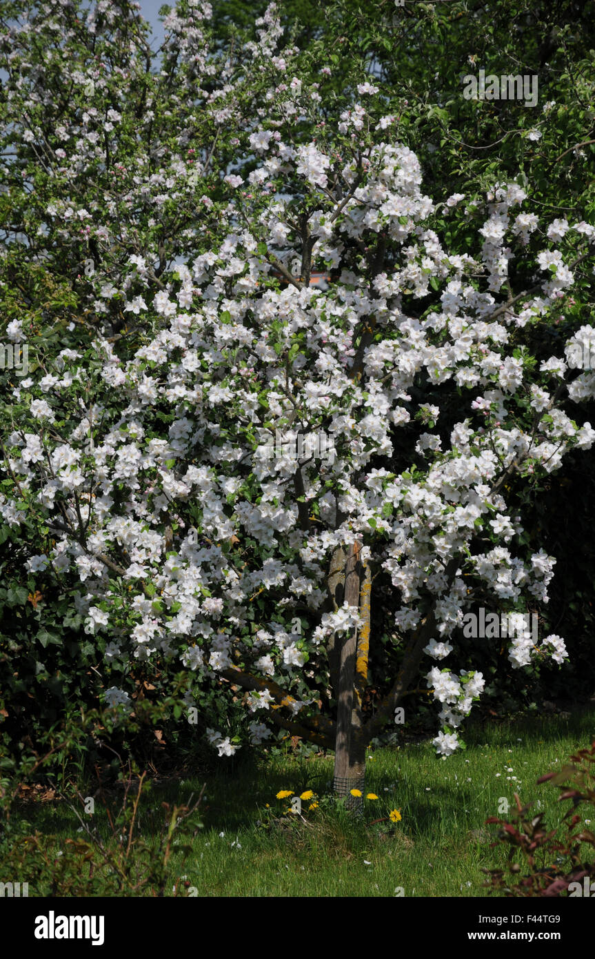 Buschbaum hi-res stock photography and images - Alamy