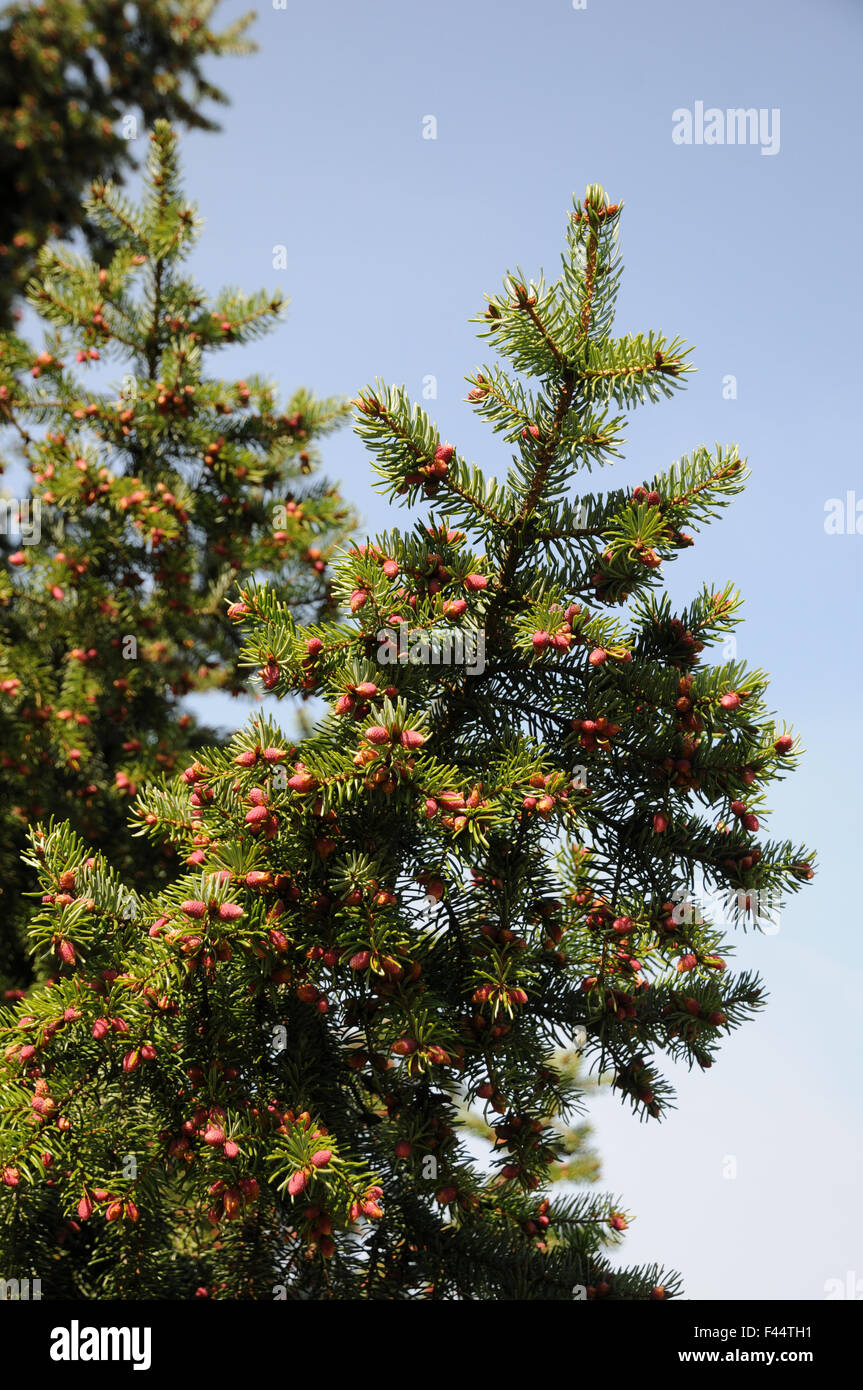 Picea omorika flower hi-res stock photography and images - Alamy
