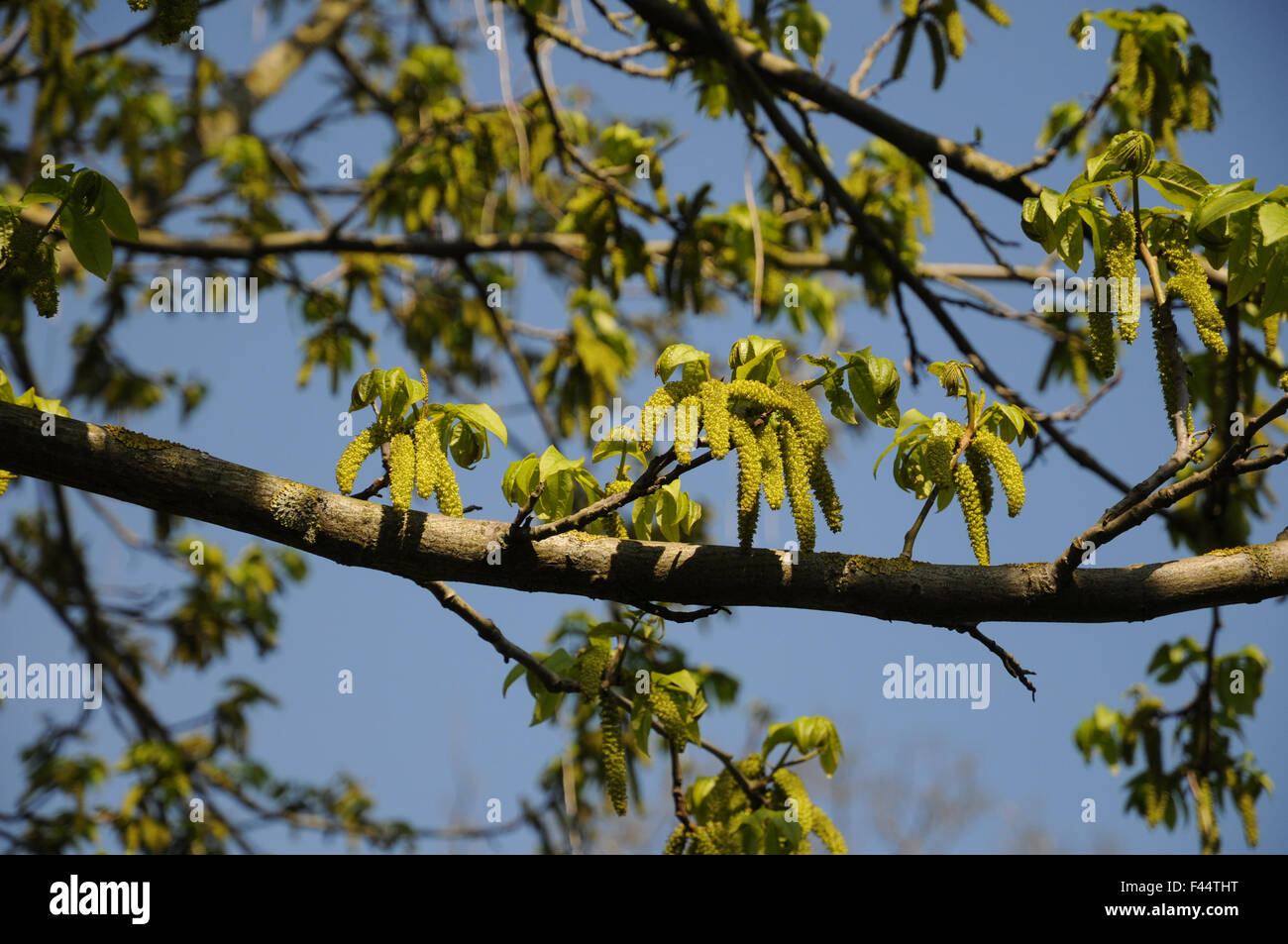 Wingnuts hi-res stock photography and images - Alamy
