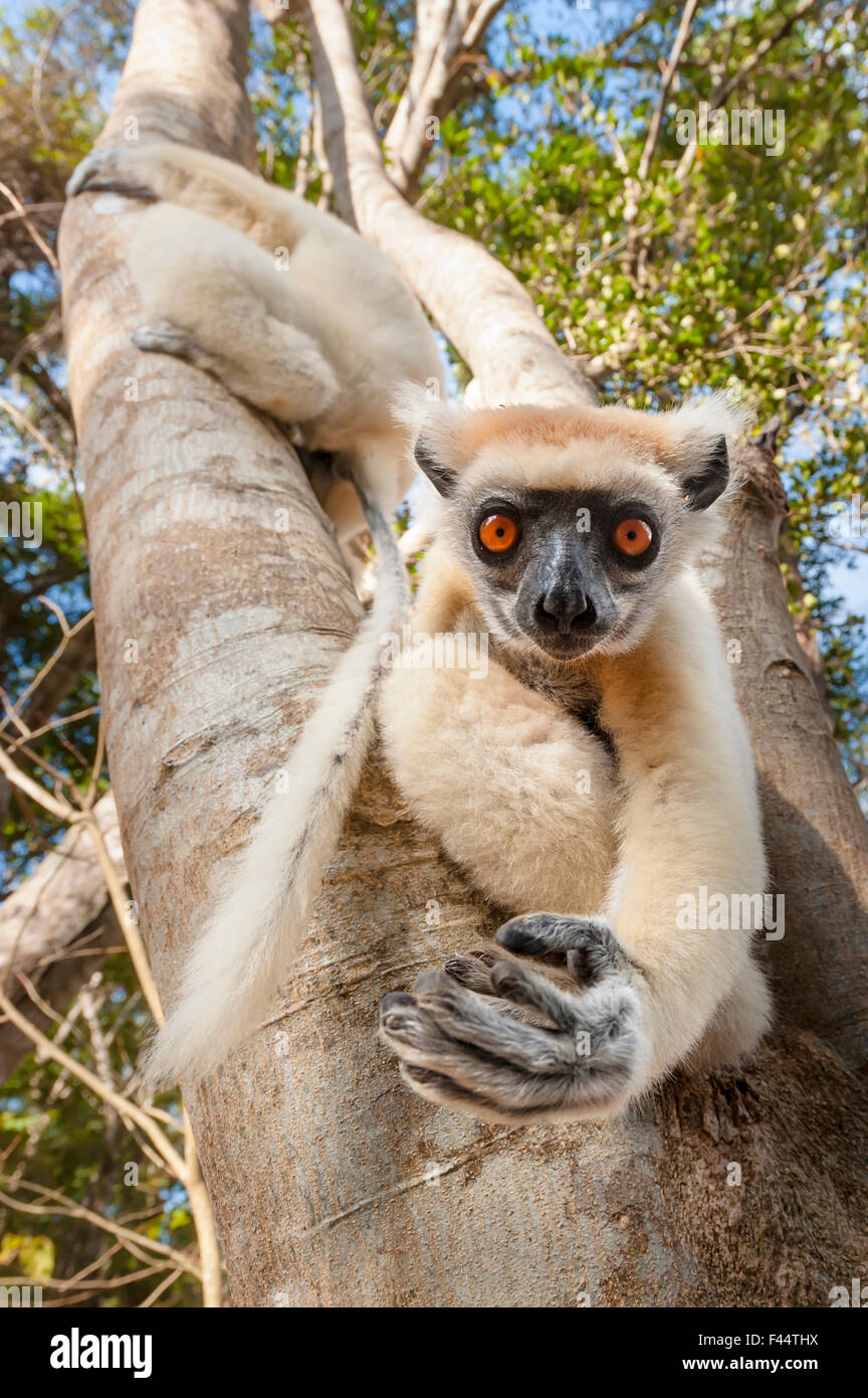 Golden-crowned Sifaka or Tattersall's Sifaka (Propithecus tattersalli ...