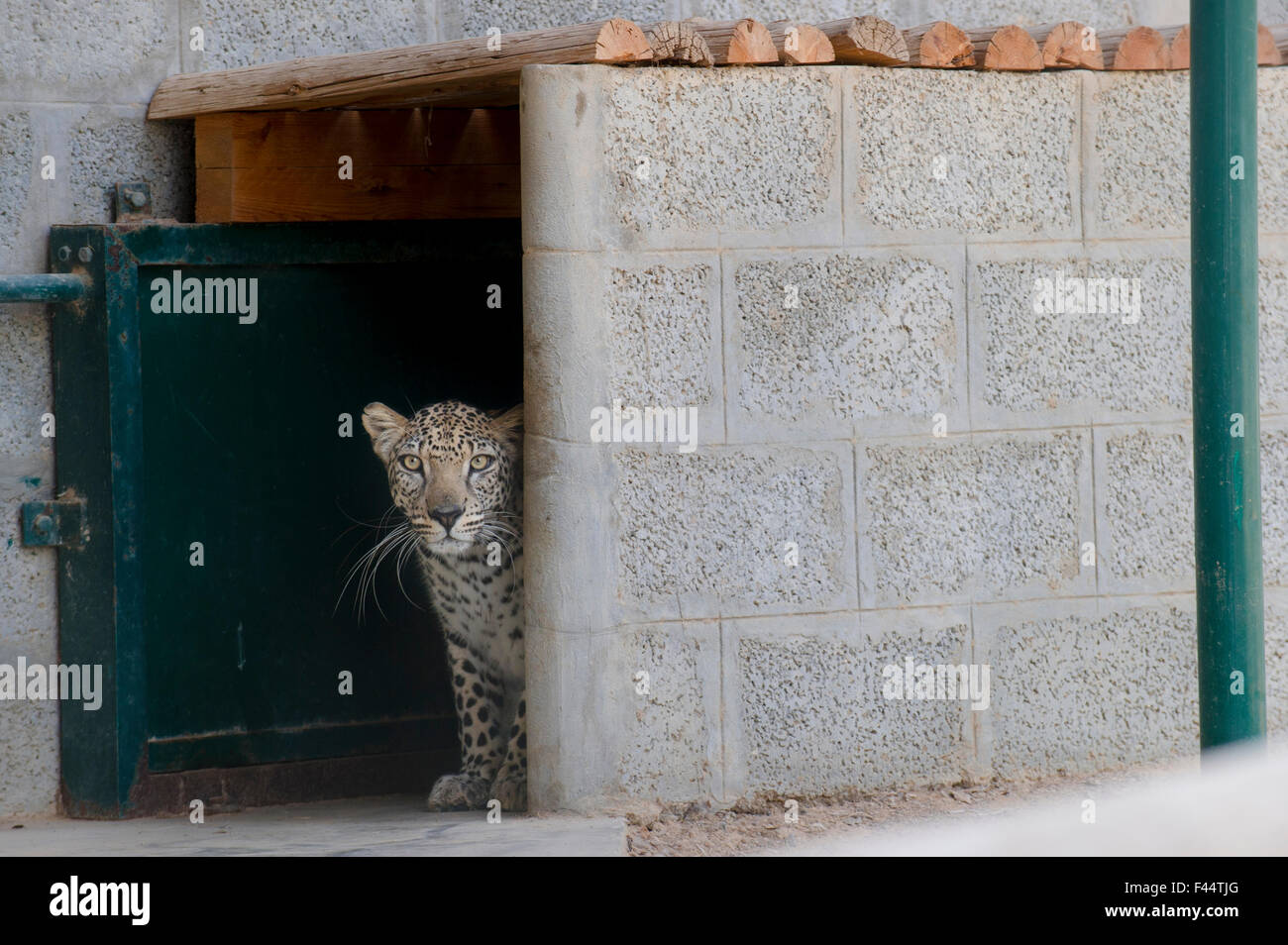 Male Arabian Leopard (Panthera pardus nimr) looking out at its ...