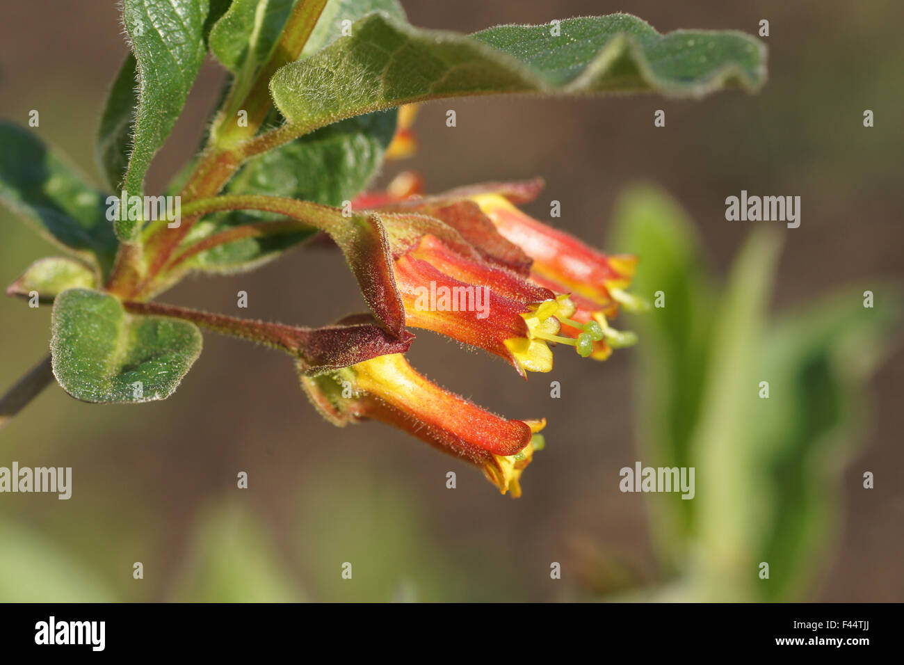 Twinberries hi-res stock photography and images - Alamy