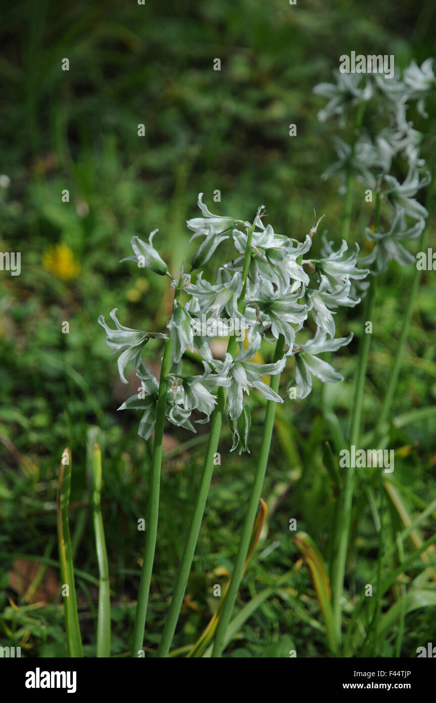 Drooping star of bethlehem hi-res stock photography and images - Alamy
