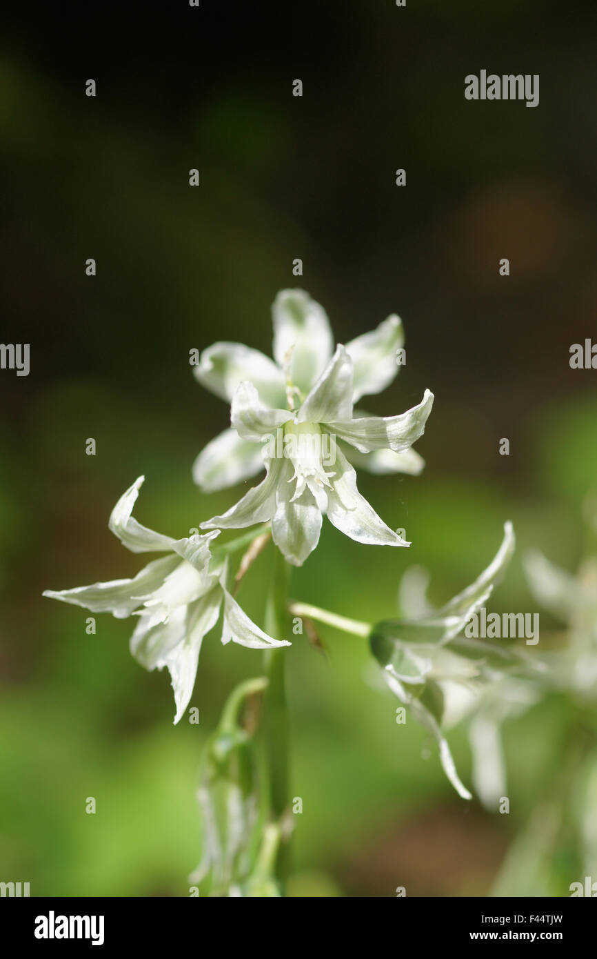 Drooping star of bethlehem hi-res stock photography and images - Alamy