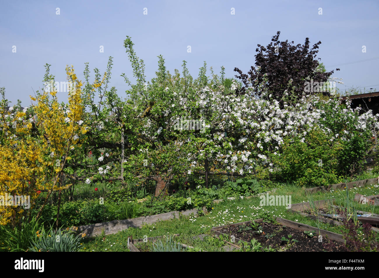 Hedge apple hi-res stock photography and images - Alamy