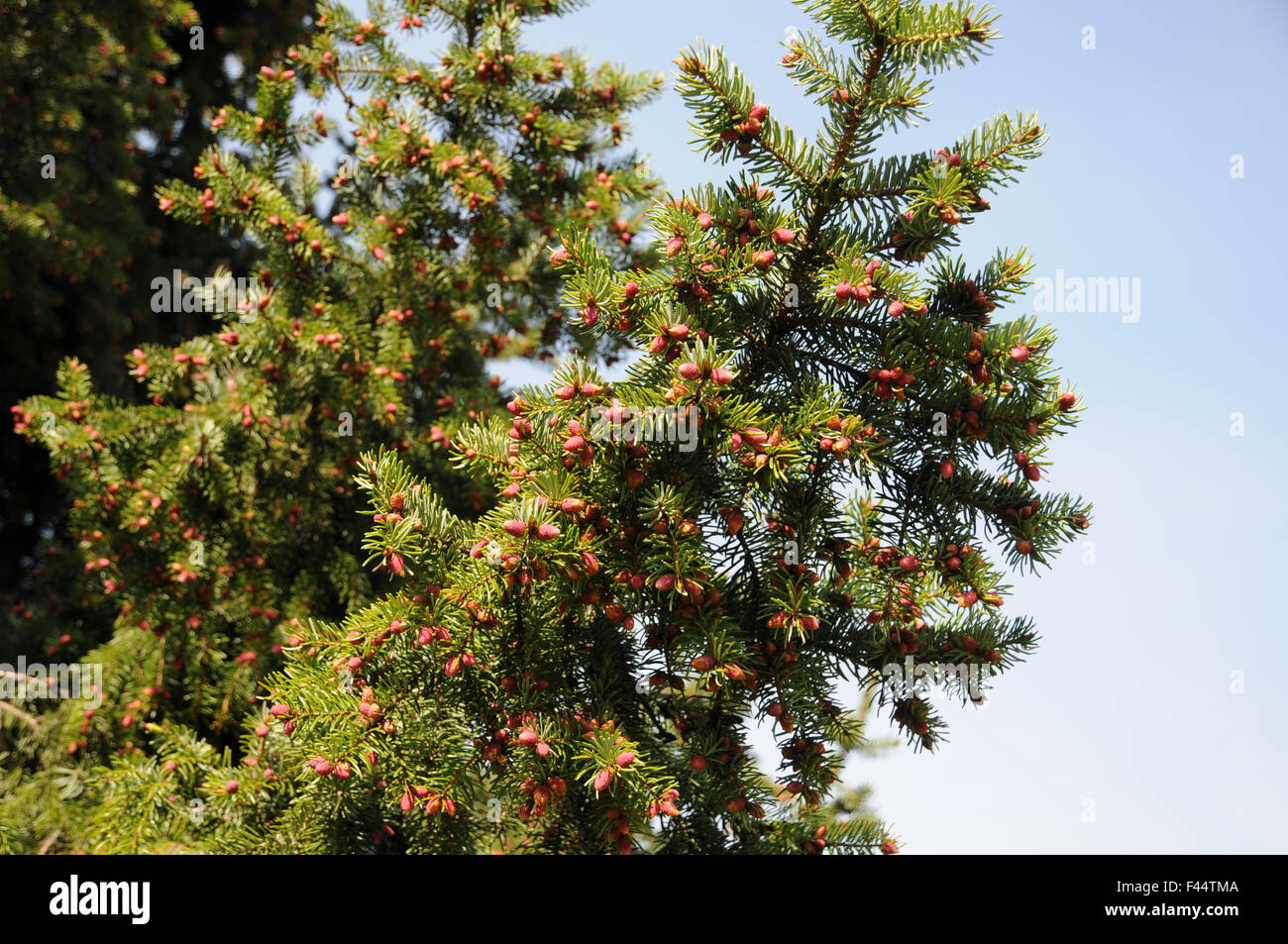Serbian spruce tree hi-res stock photography and images - Alamy