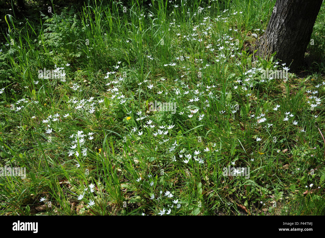 Star of bethlehem Stock Photo - Alamy