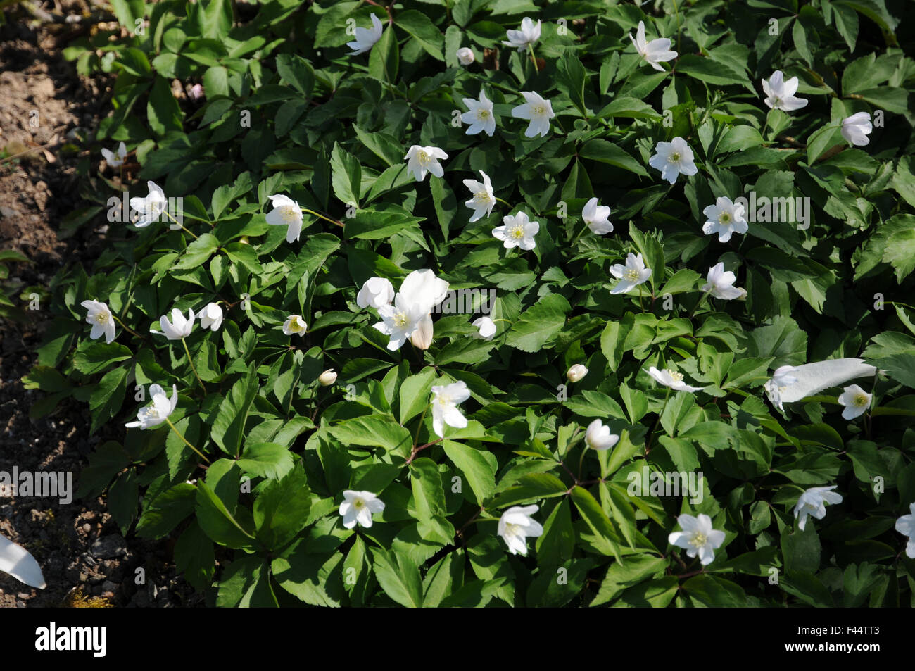 Trifolia hi-res stock photography and images - Alamy