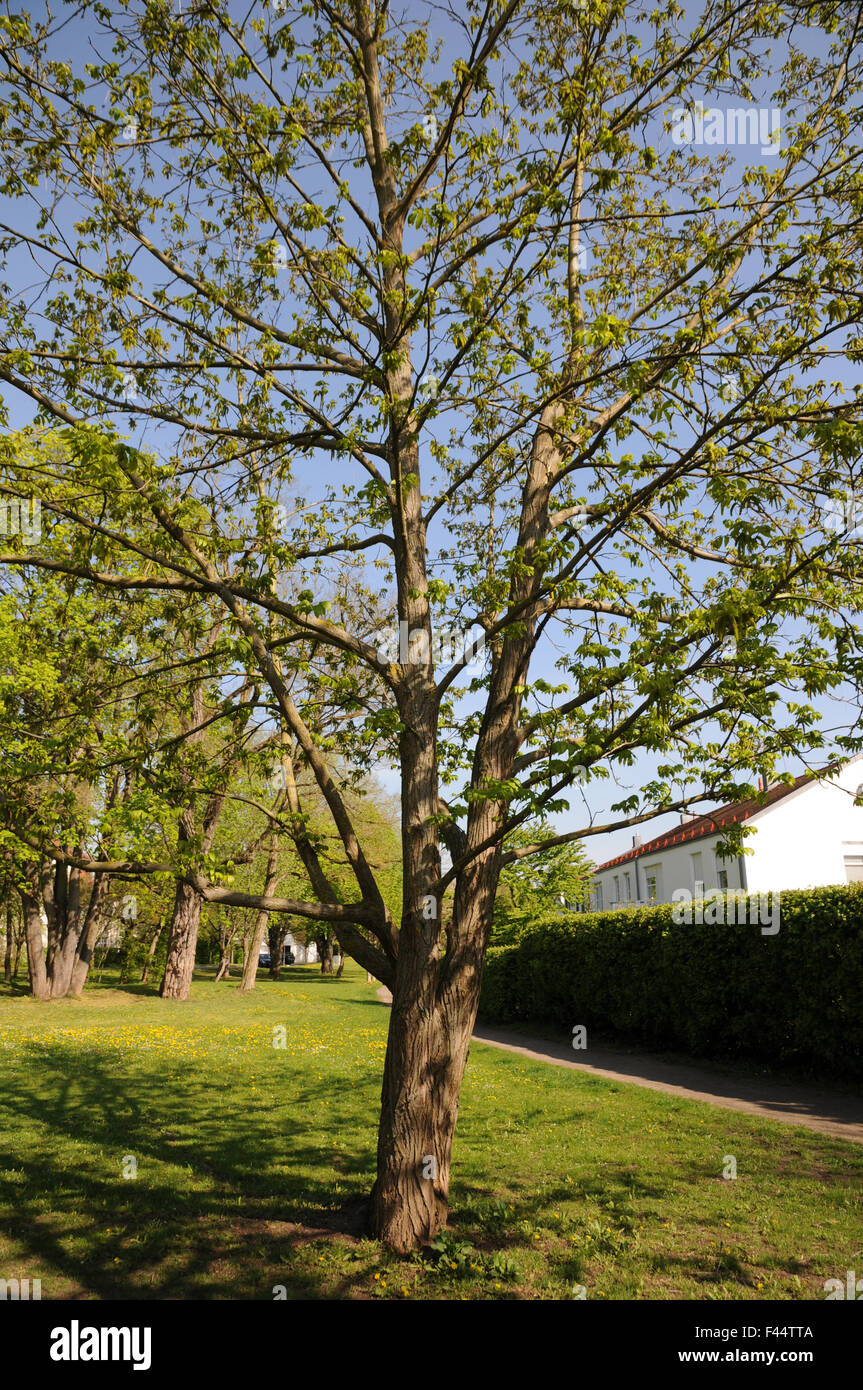Caucasian wingnut hi-res stock photography and images - Alamy