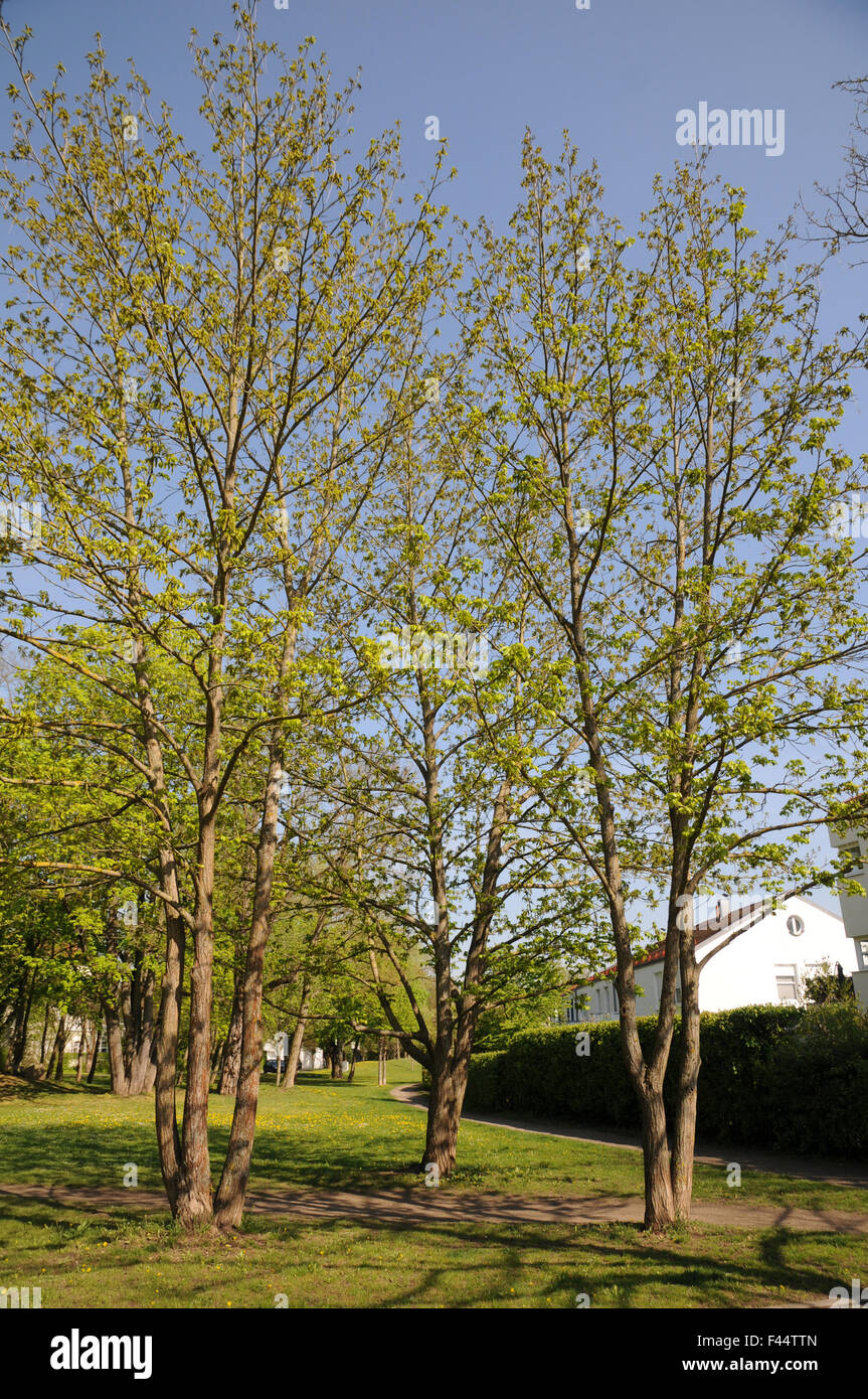 Wingnuts hi-res stock photography and images - Alamy