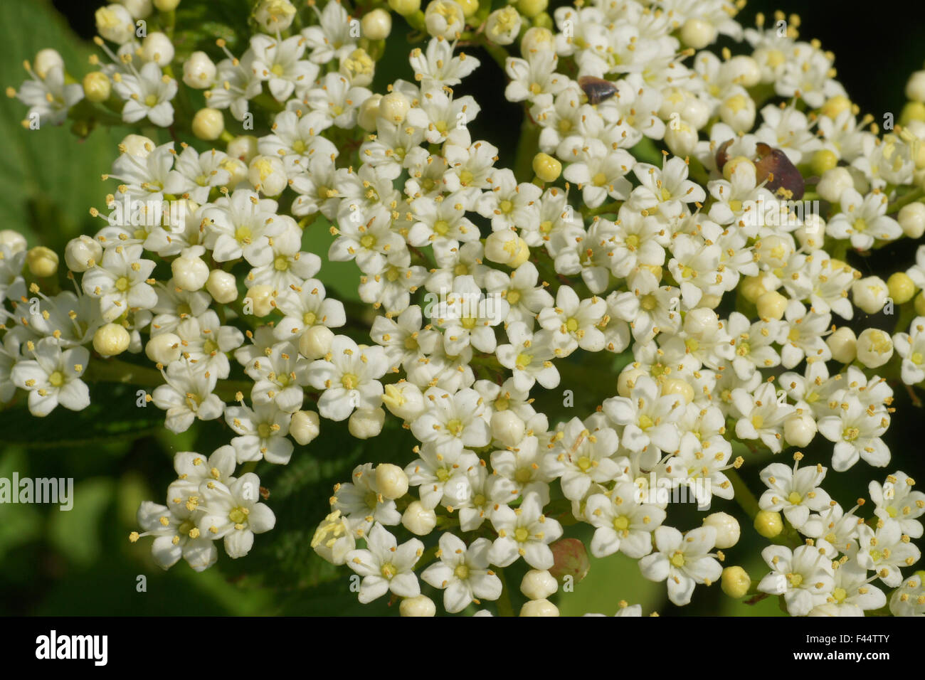 Pflanze pfl hi-res stock photography and images - Alamy