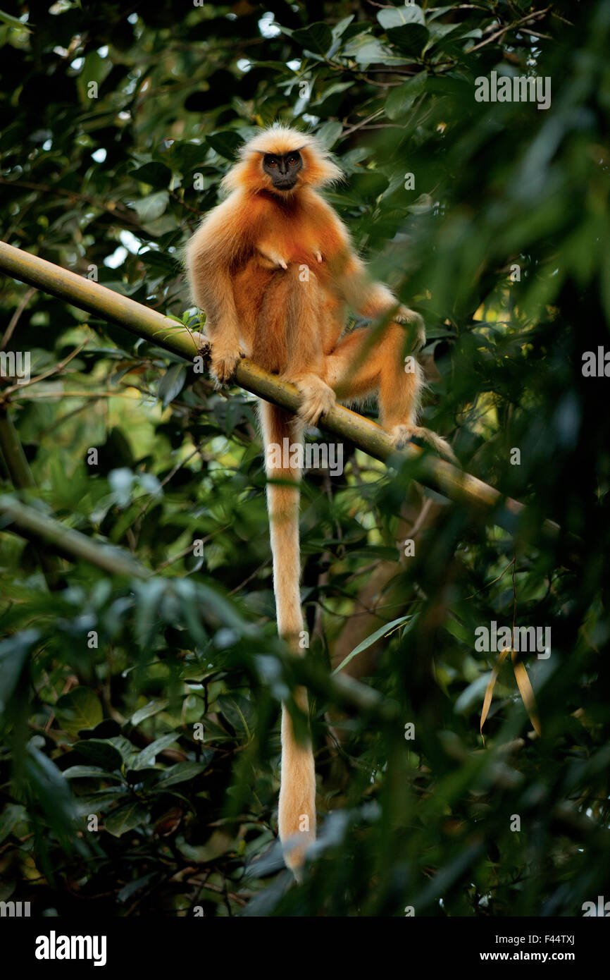 Golden Langur (Trachypithecus geei) in tree, Chakrashila, Assam, India ...