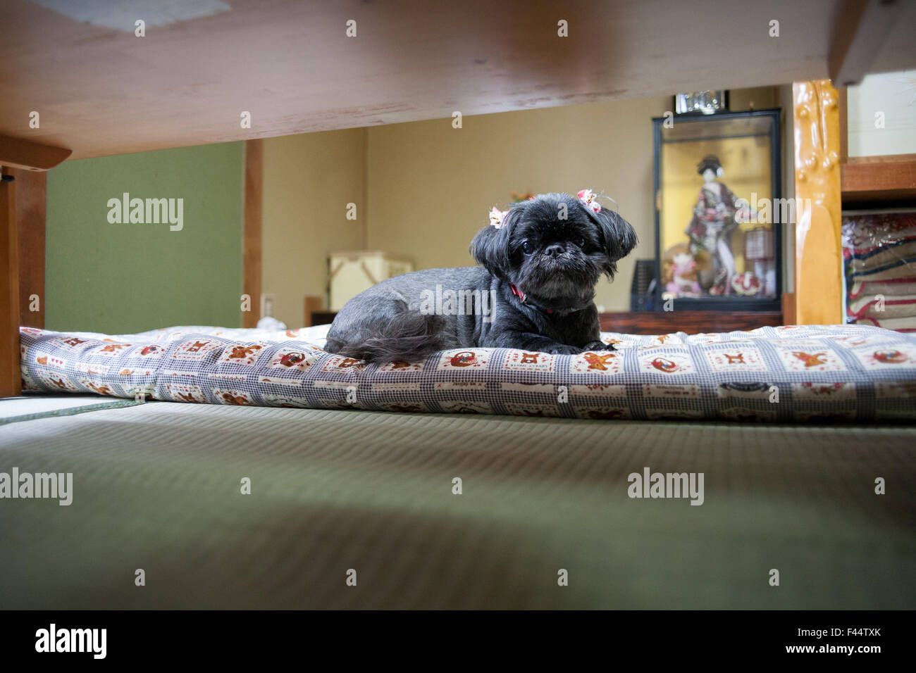 Black and gray Maltese dog with hair clips on its ears Stock Photo - Alamy