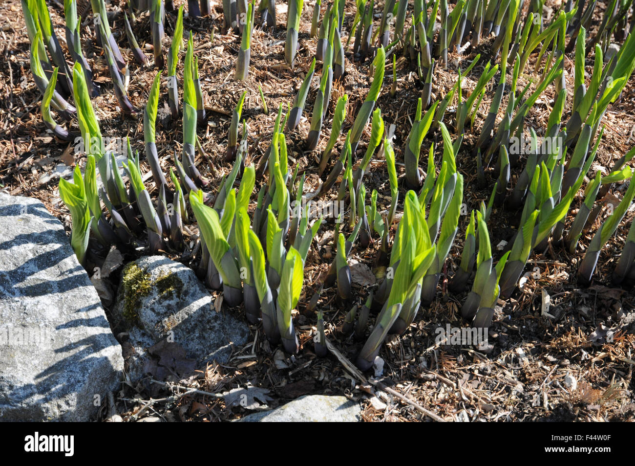 Hosta sprout hostas sprouts hi-res stock photography and images - Alamy