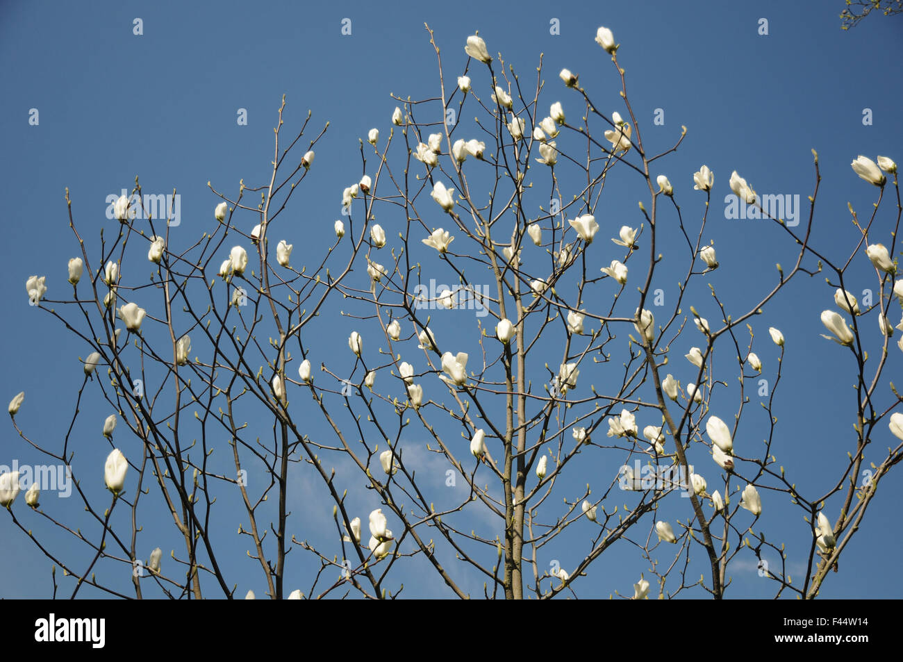Yulan magnolia hi-res stock photography and images - Alamy