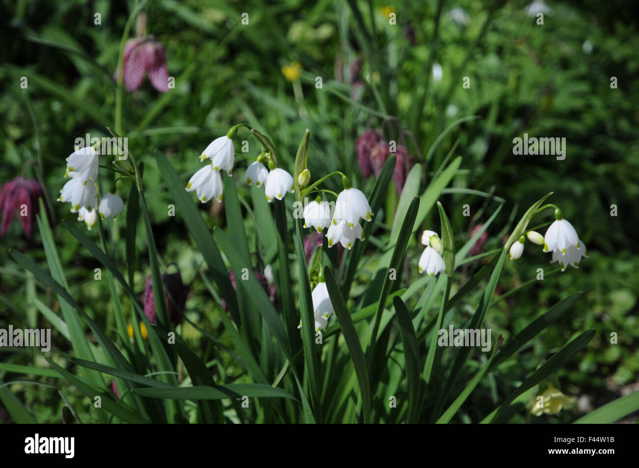 Summer snowflakes hi-res stock photography and images - Alamy