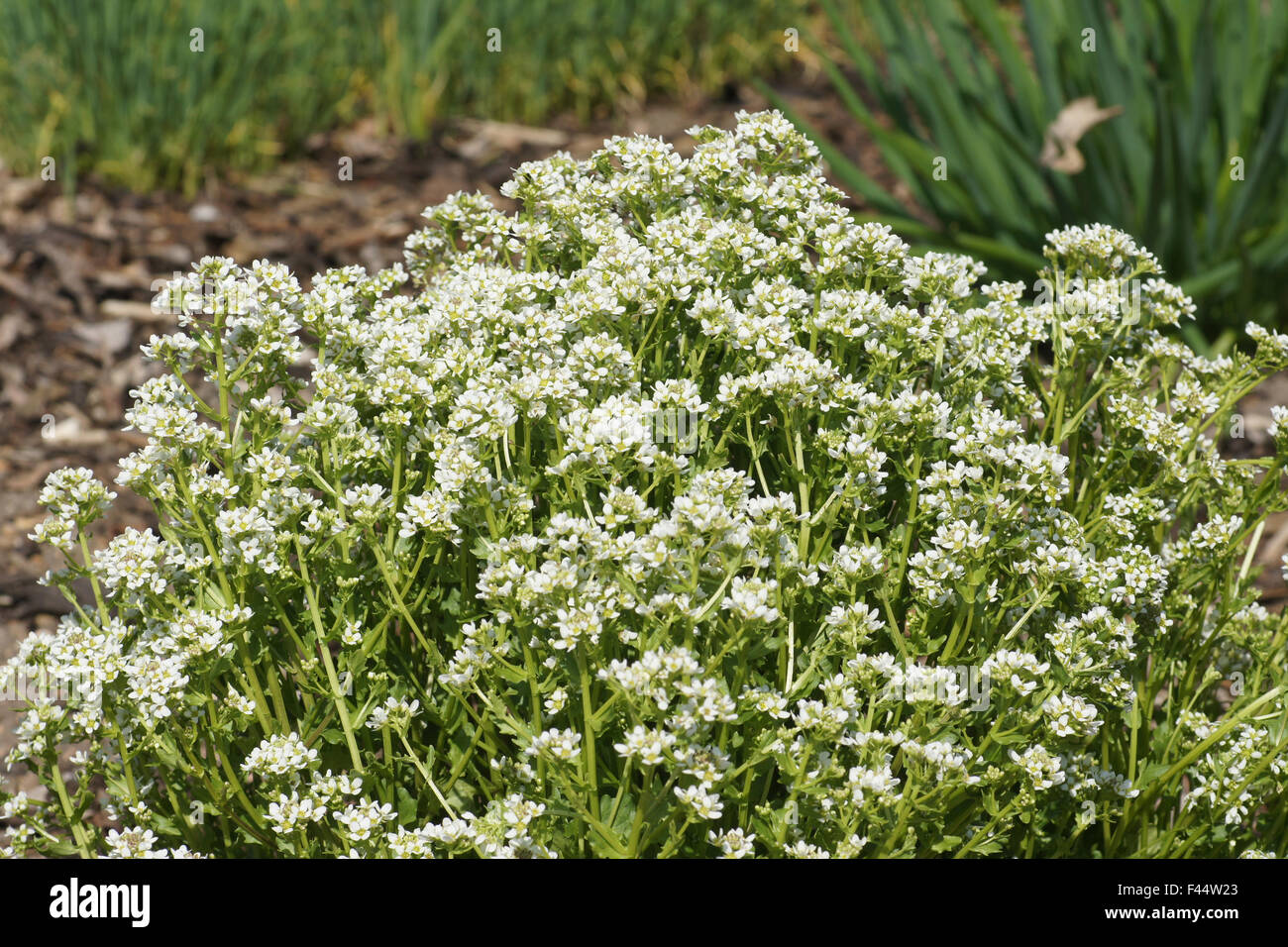 Scurvy grass hi-res stock photography and images - Alamy