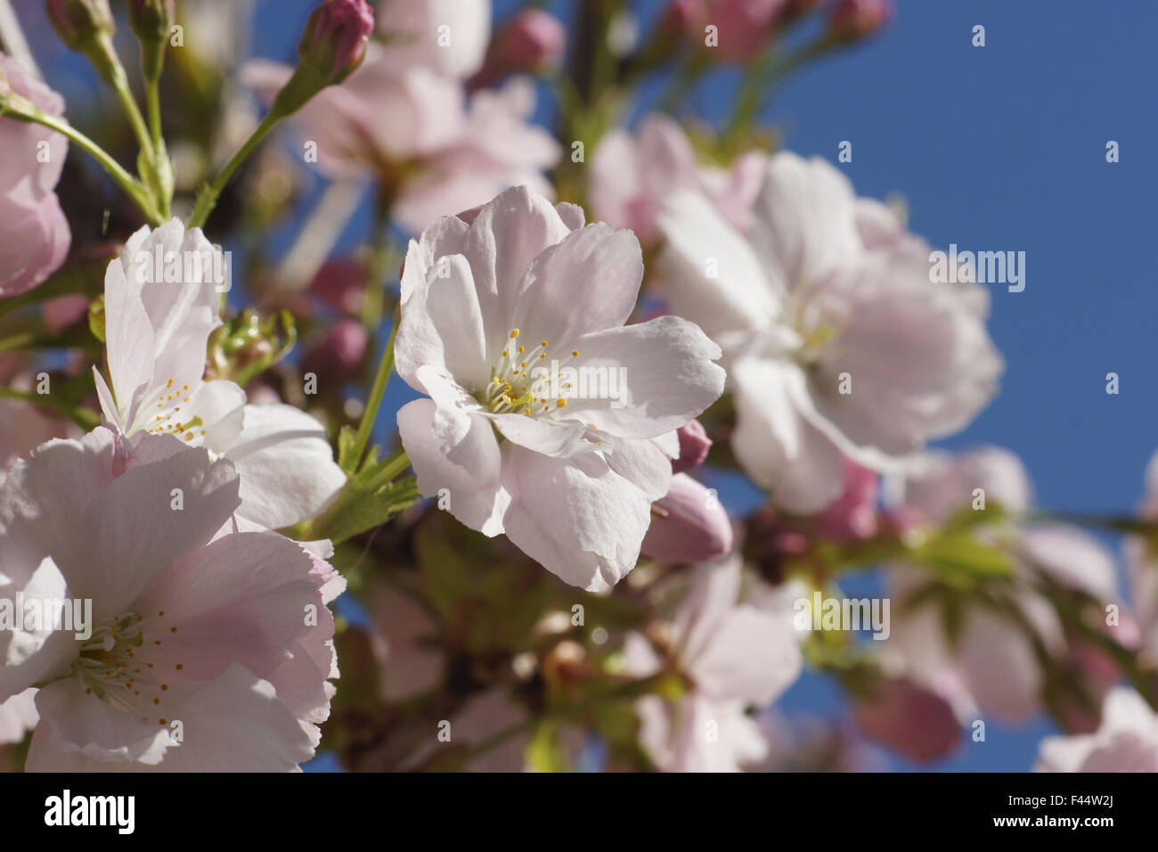 Flowering cherry tree prunus amanogawa hi-res stock photography and ...
