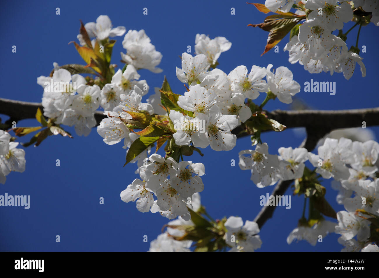 Sweet cherry tree Stock Photo - Alamy