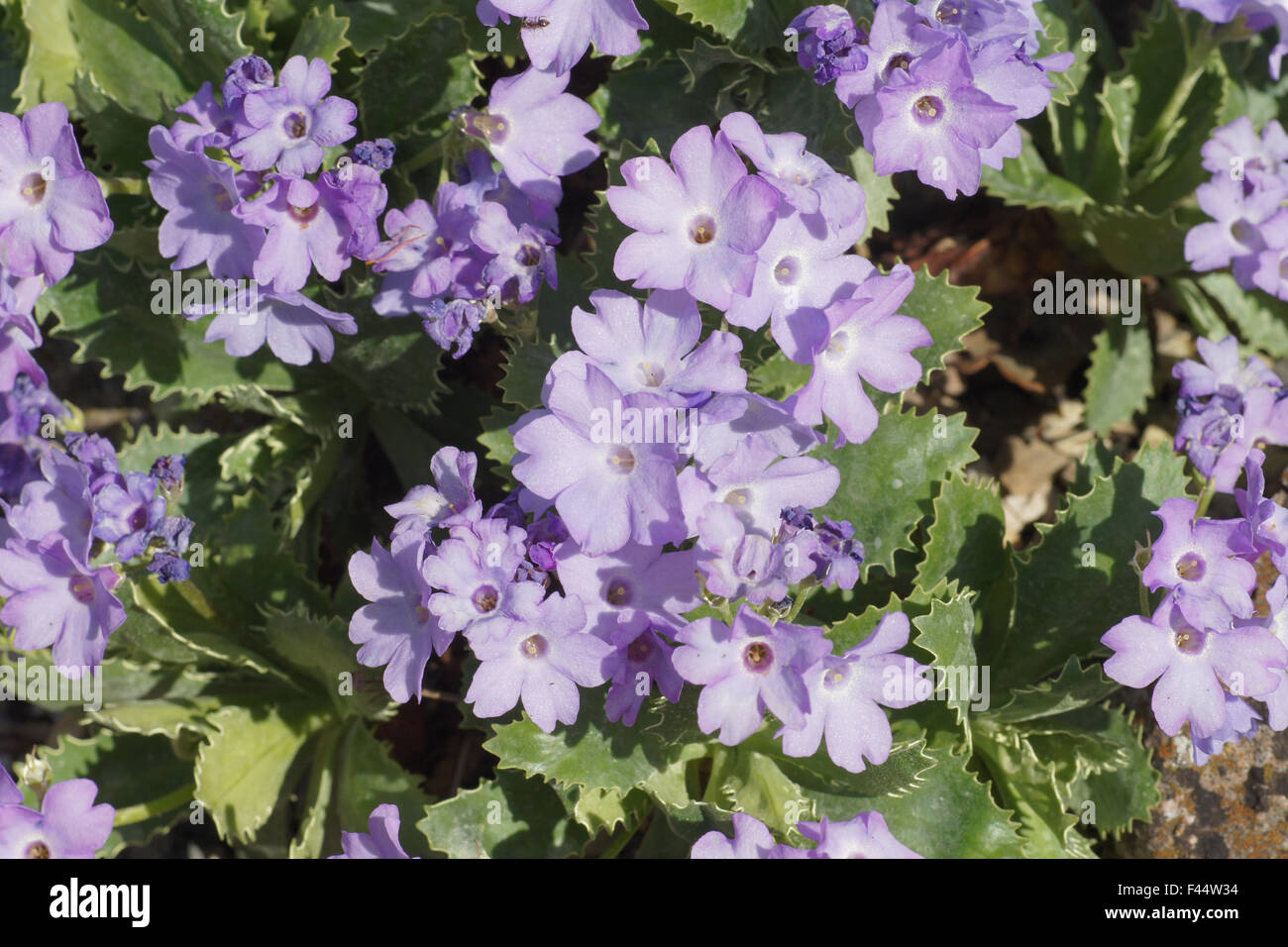 Silver edged primrose hi-res stock photography and images - Alamy