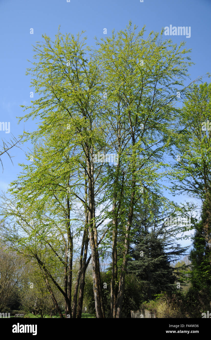 Katsura Trees High Resolution Stock Photography and Images - Alamy