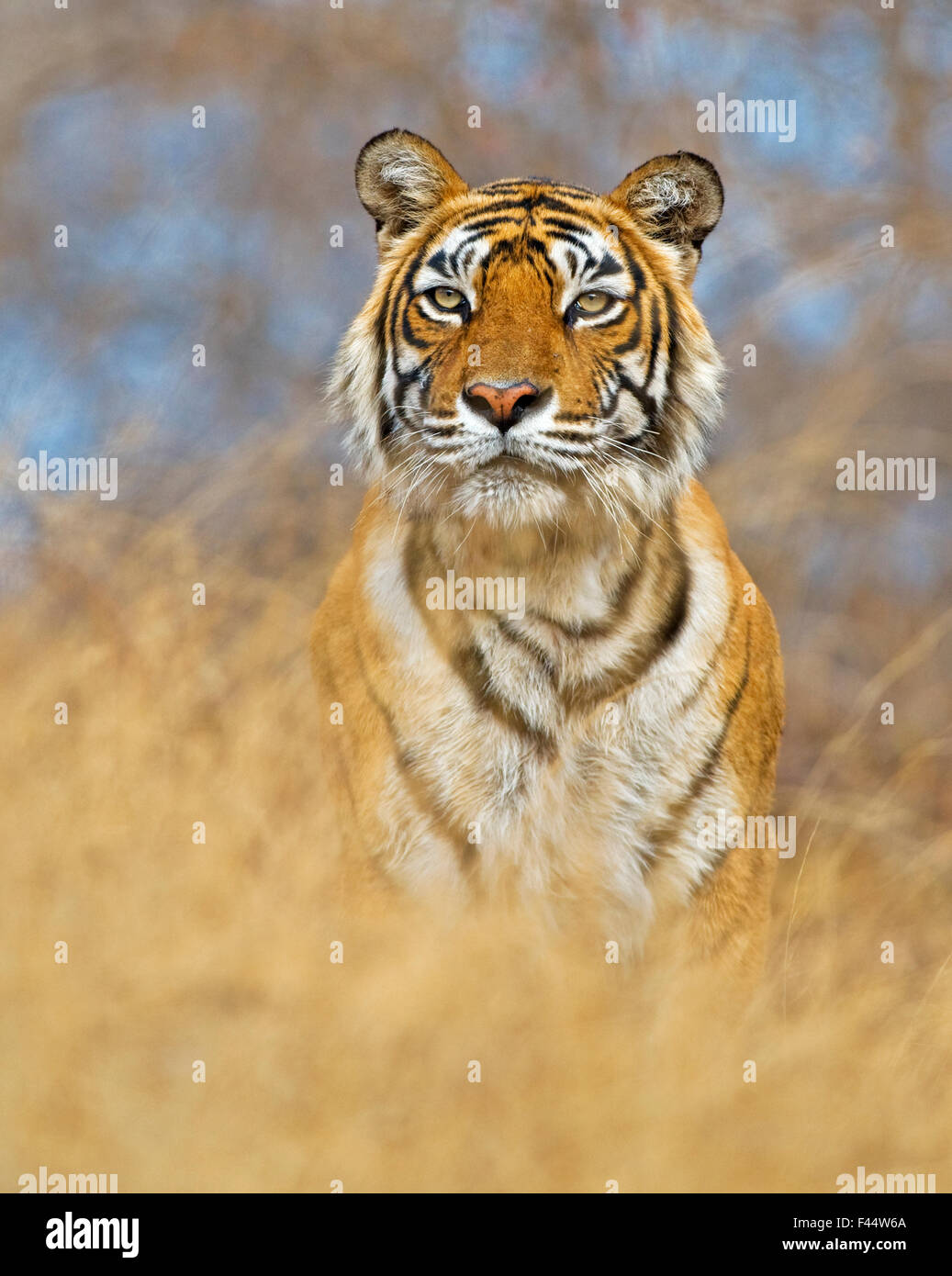 Bengal Tiger (Panthera tigris tigris) female 'Machali', Ranthambore NP ...