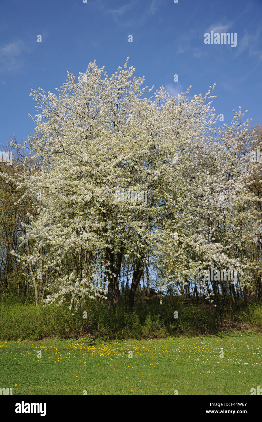 Sweet cherry tree Stock Photo - Alamy