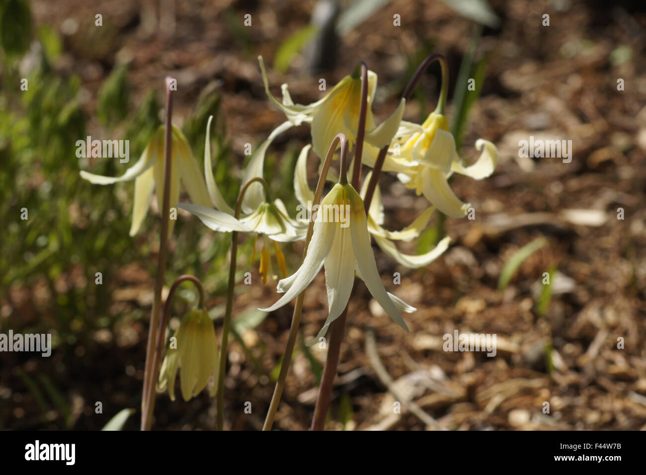White fan hi-res stock photography and images - Alamy