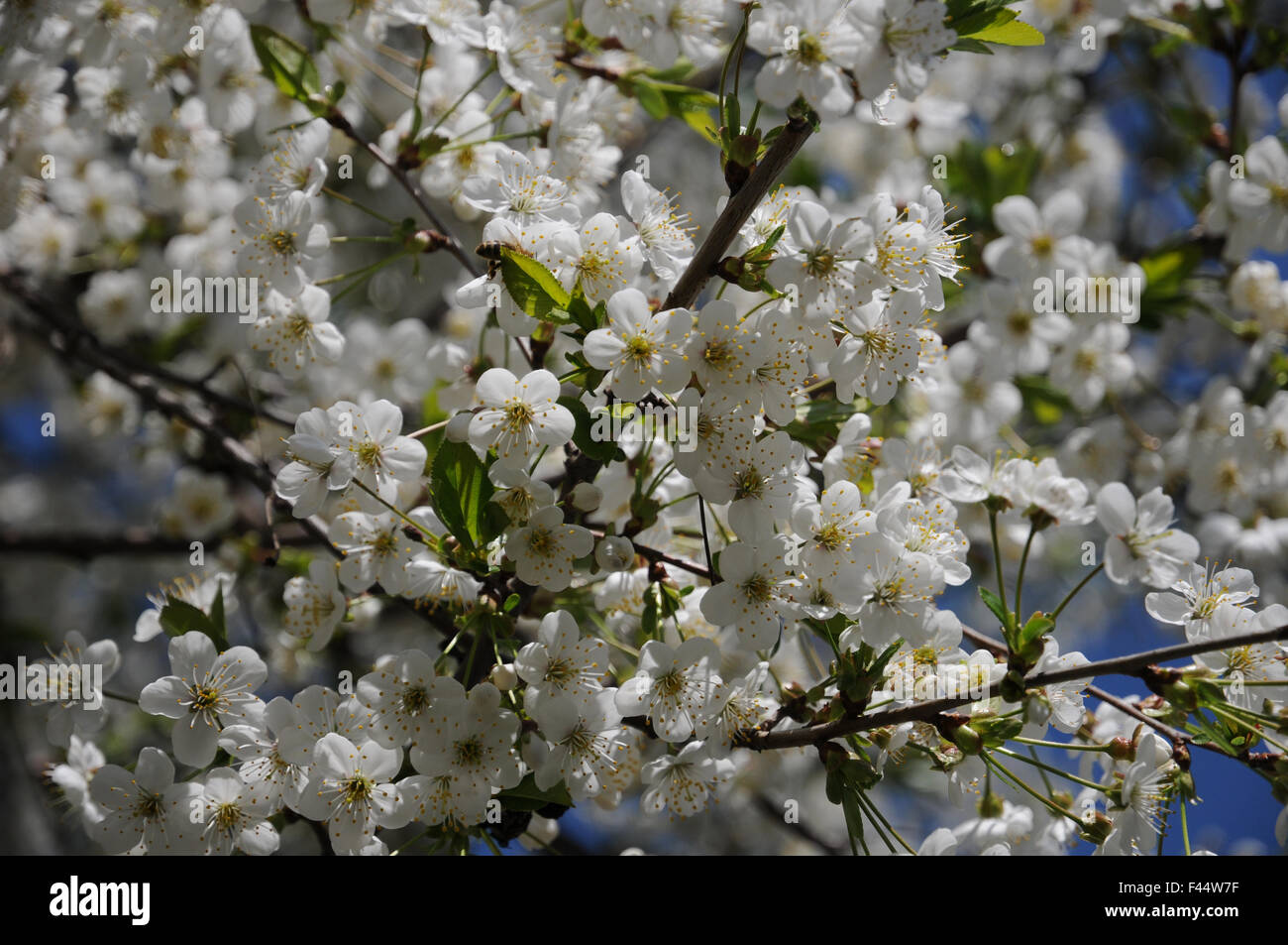 Prunus cerasus sour cherry flower hi-res stock photography and images ...