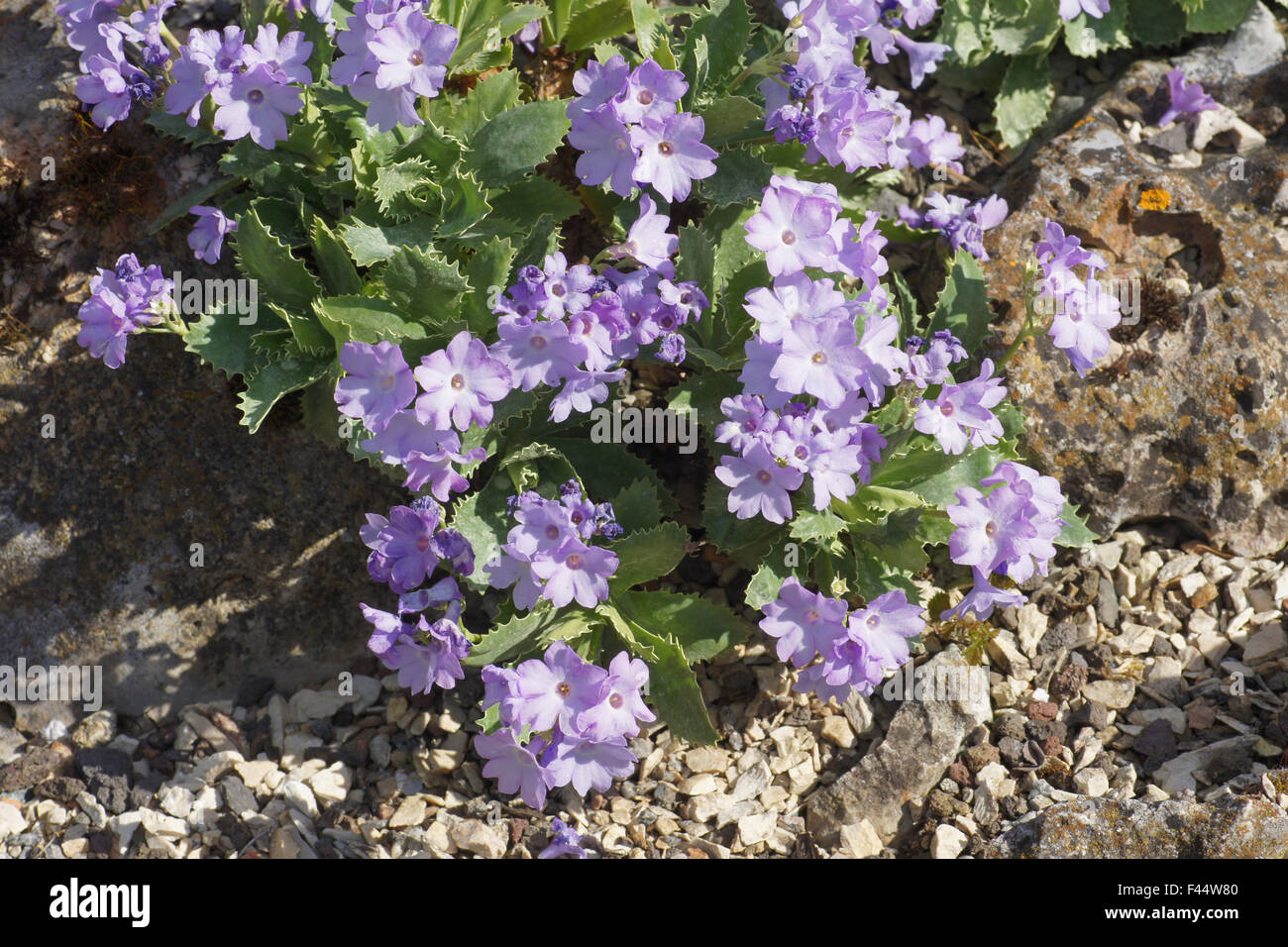 Silver edged primrose hi-res stock photography and images - Alamy
