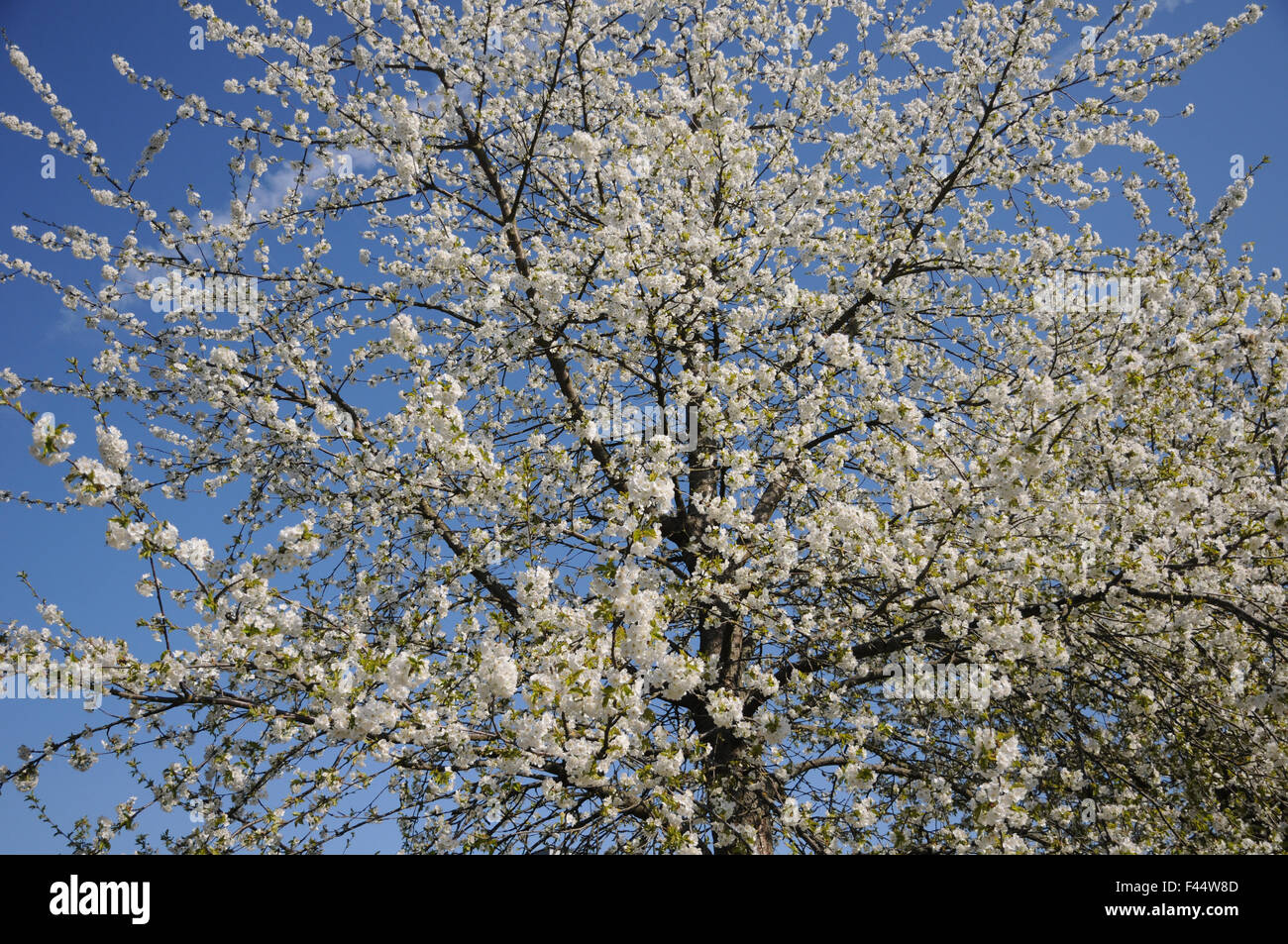 Sweet cherry tree Stock Photo - Alamy