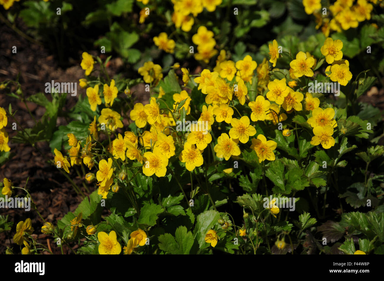 Waldsteinia hi-res stock photography and images - Alamy