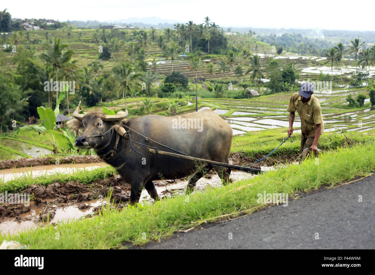 Asian farmer hi-res stock photography and images - Alamy