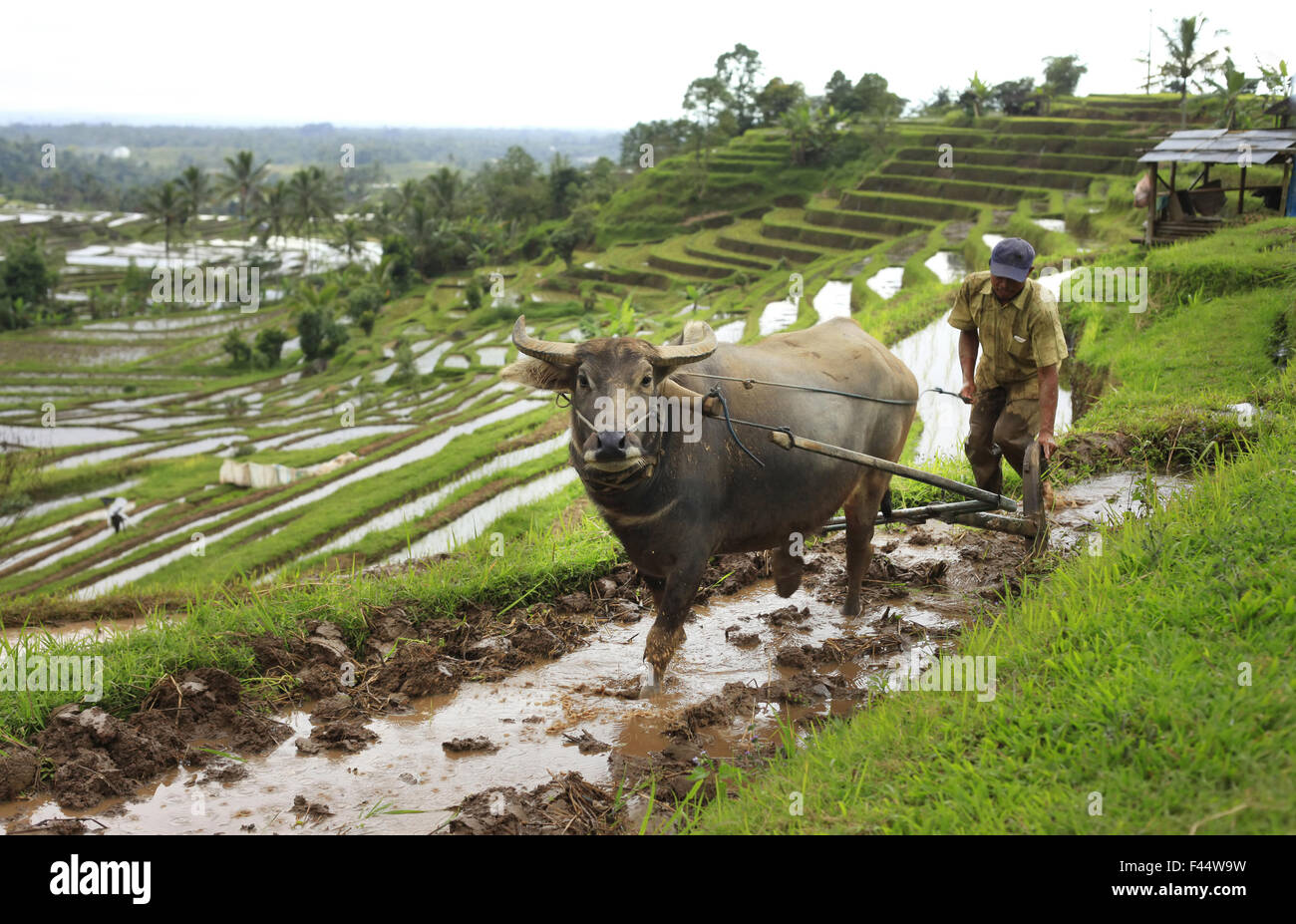 Asian farmer hi-res stock photography and images - Alamy