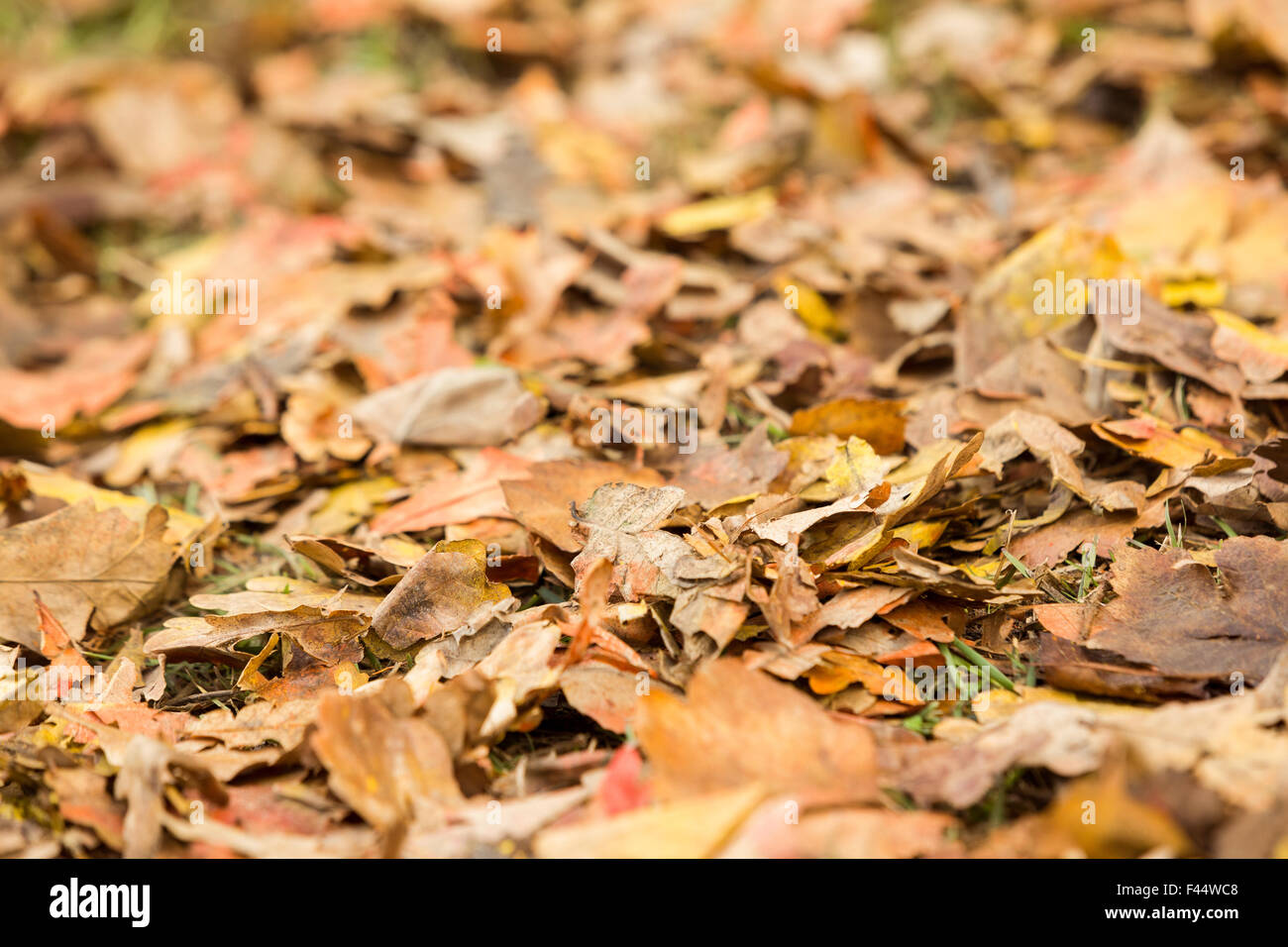 Dead Leaves On The Ground