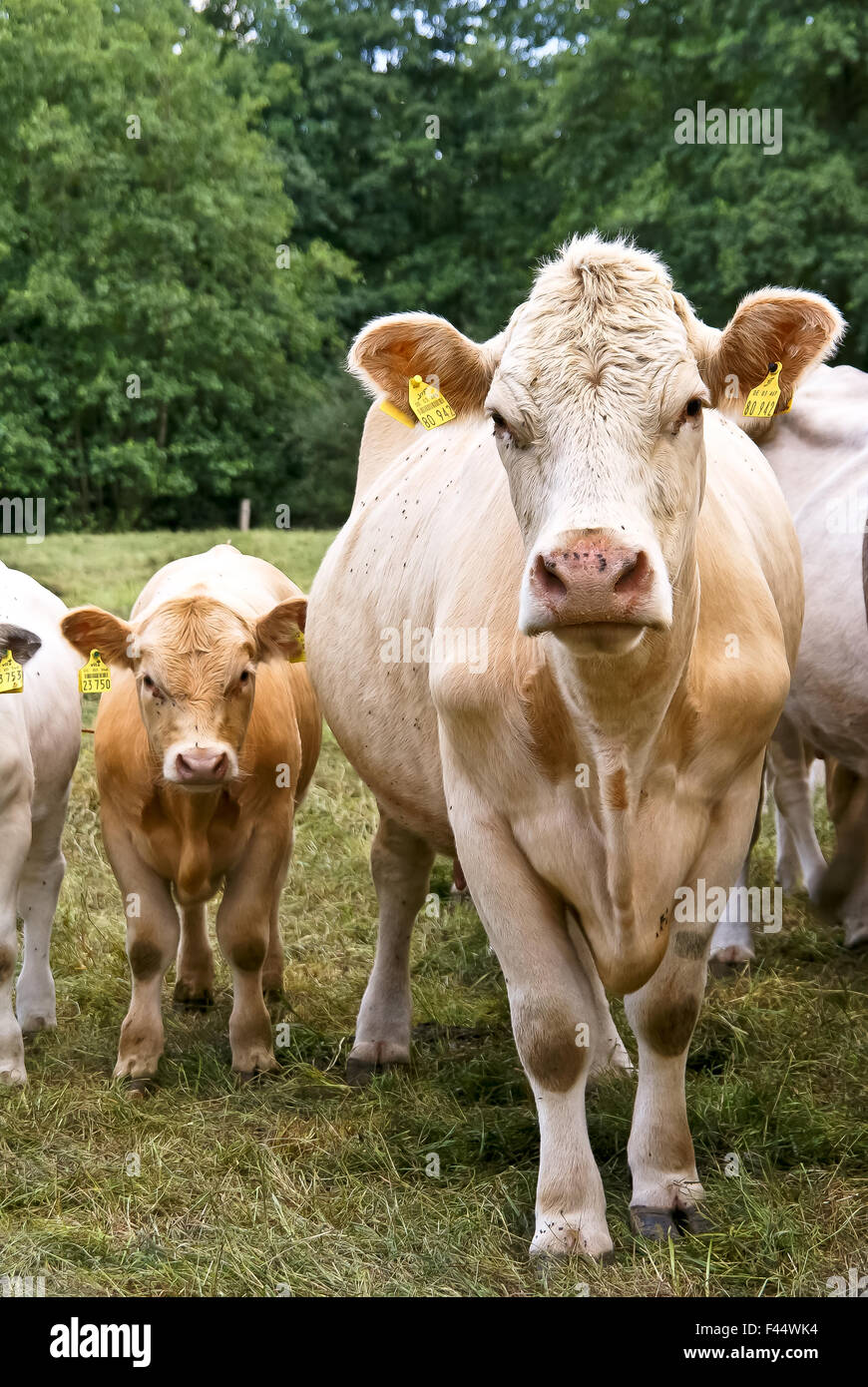 Kuh herde hi-res stock photography and images - Alamy