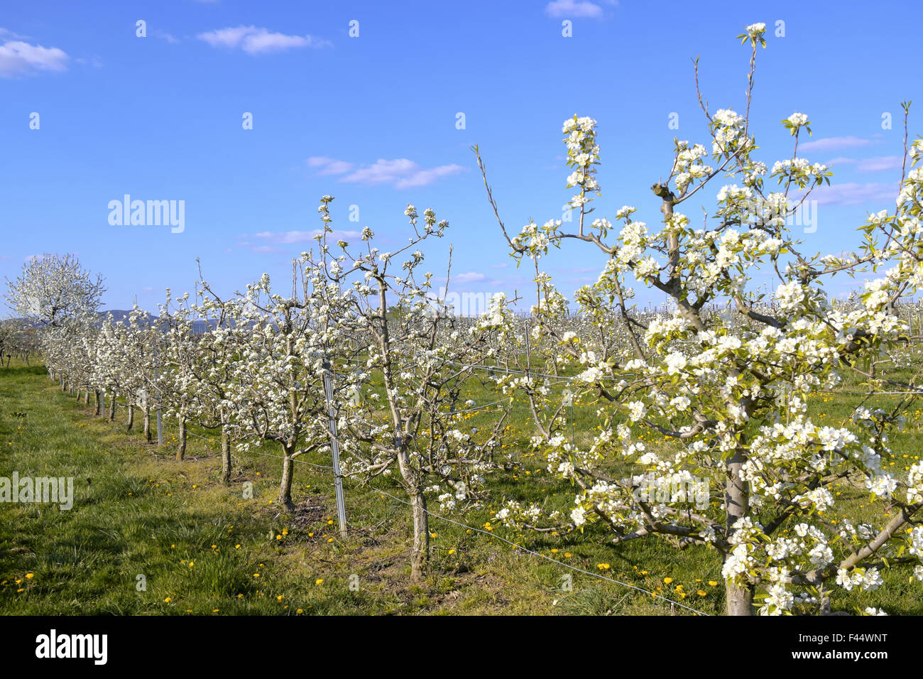 Fruit tree plantation Stock Photo - Alamy